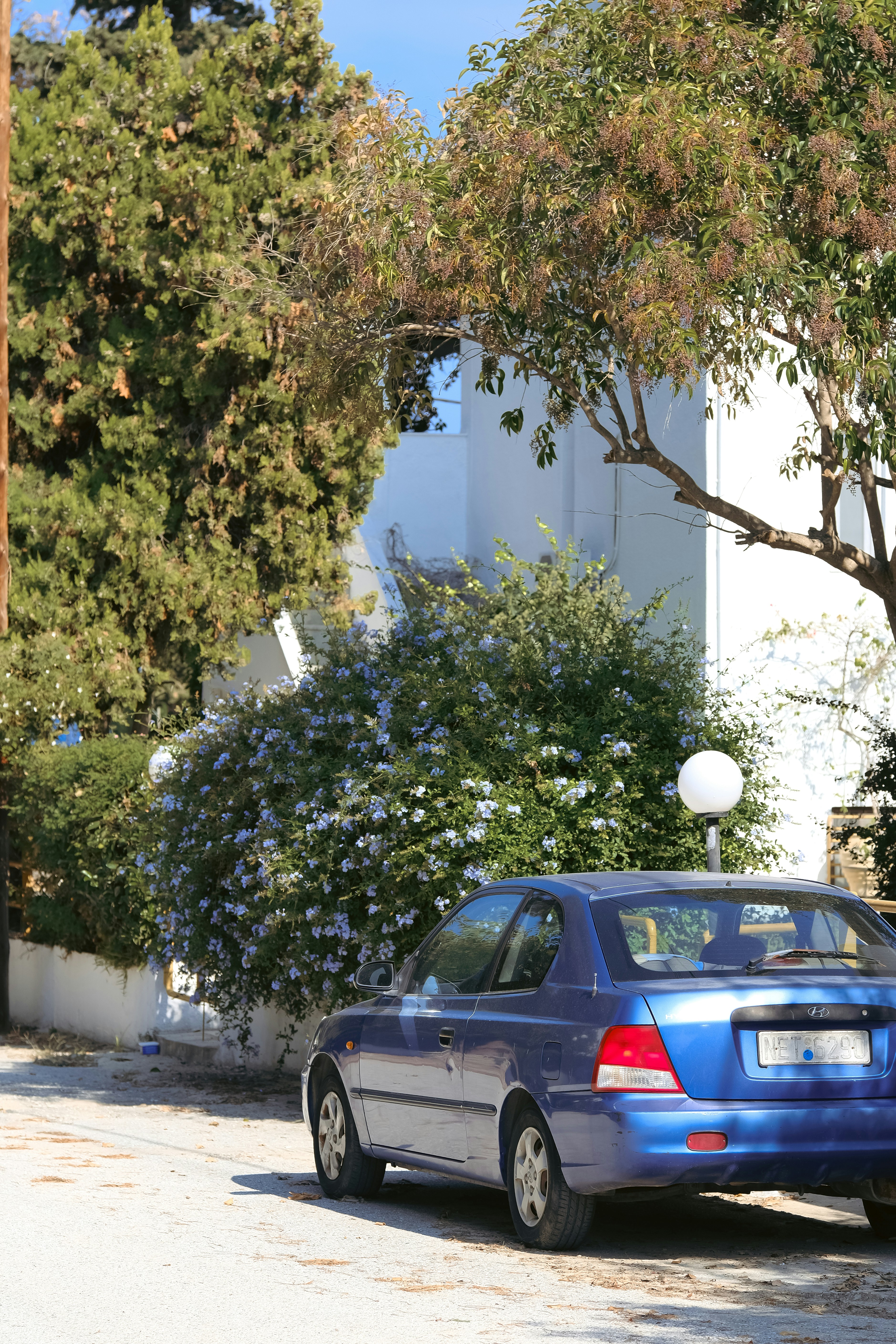 Blue sedan under a flowering shrub and arching tree