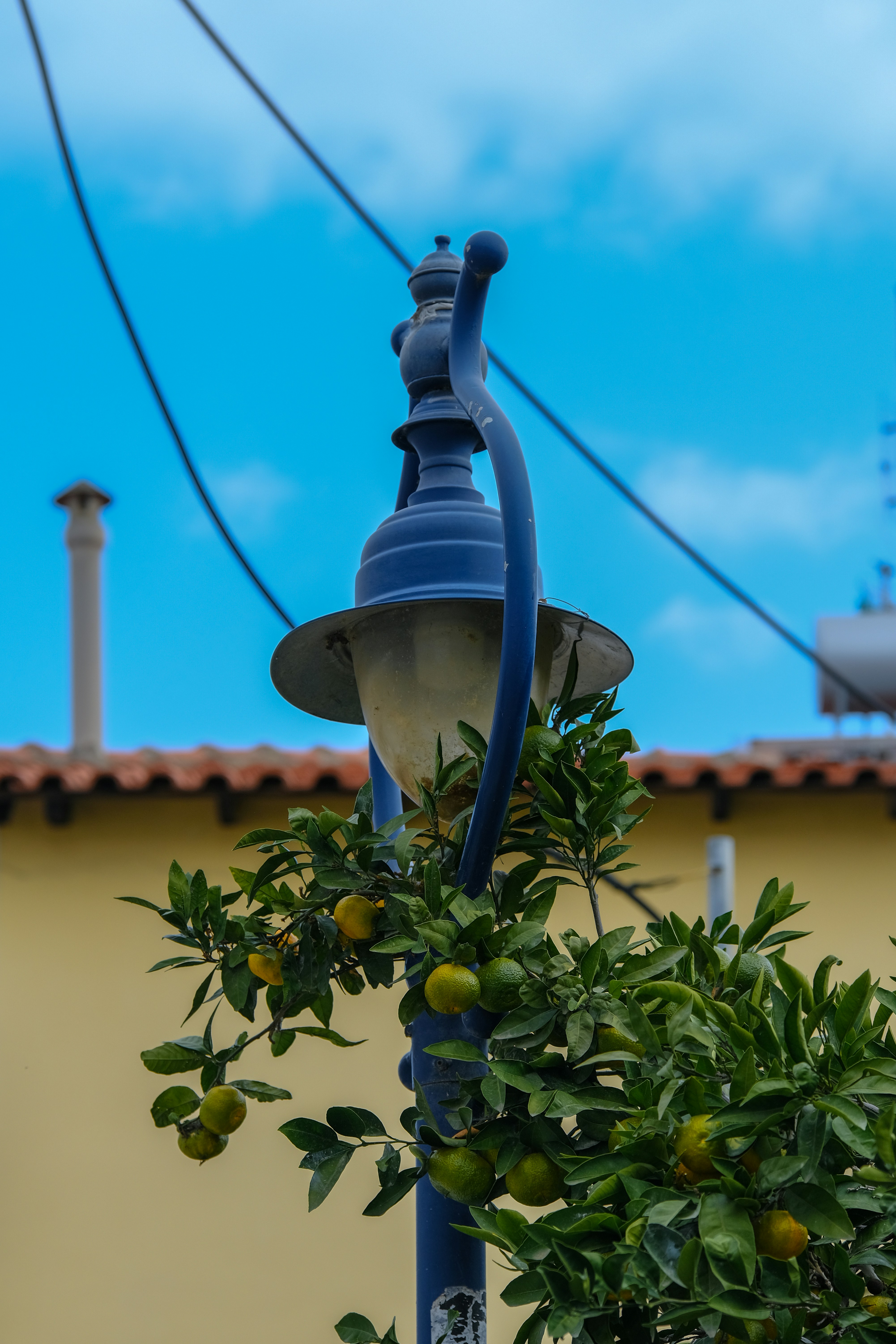 Blue Lantern Post Framed by Citrus Greens Under a Clear Sky