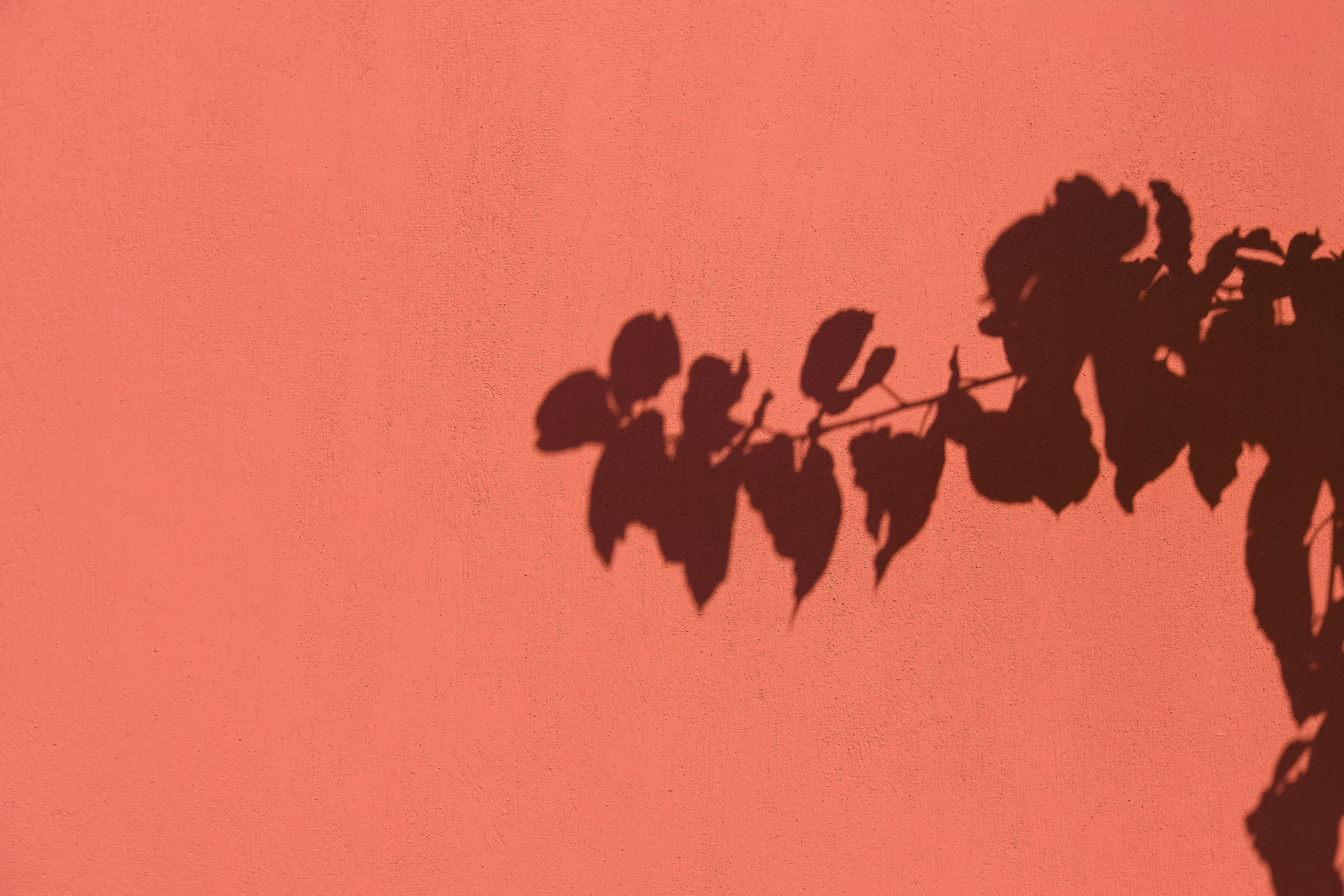 Shadowed Leaf String Across Warm Canvas