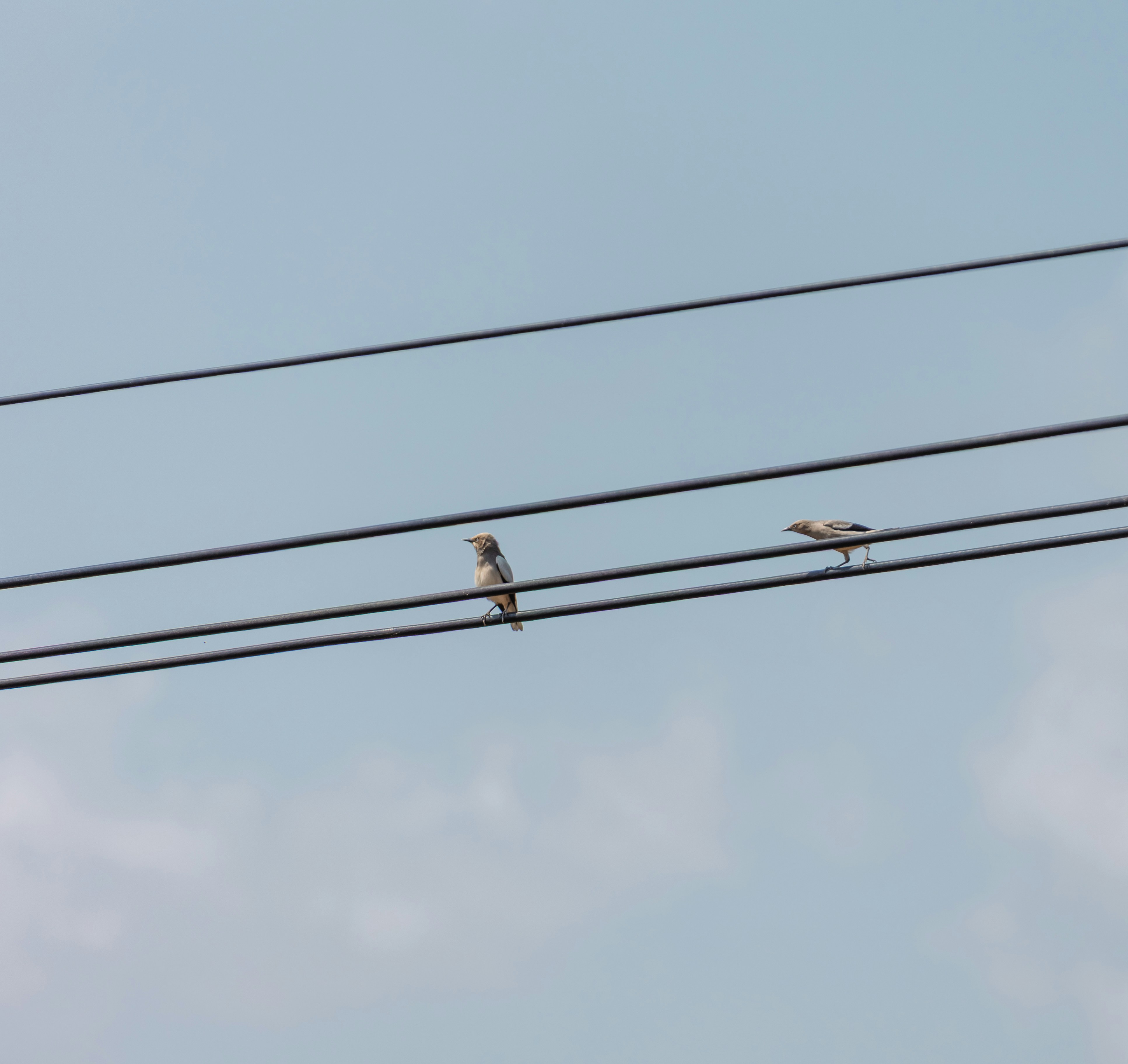 Across the Wires: Two Birds Rest on Transmission Lines