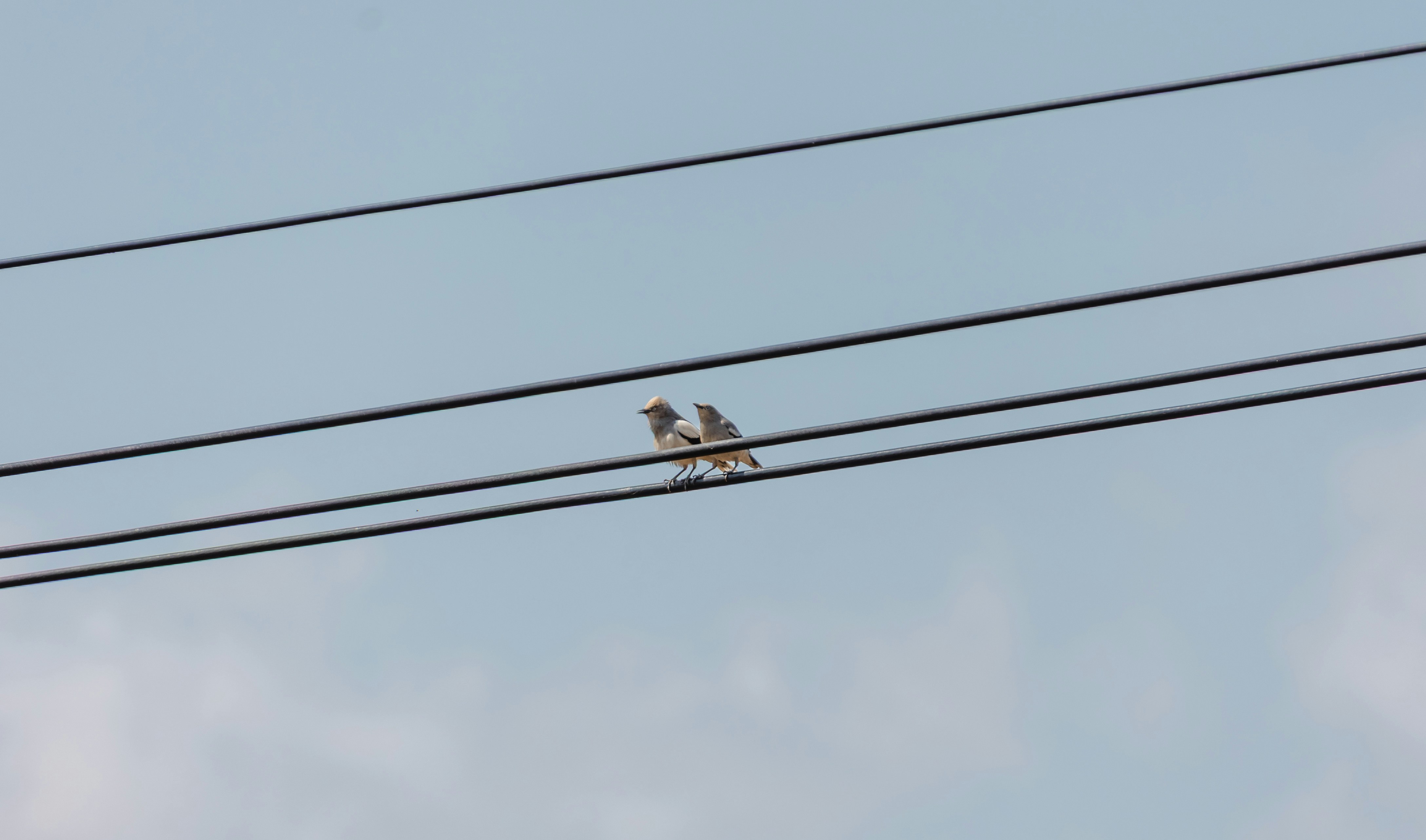 Two Sparrows on Power Lines: Quiet Skies Above