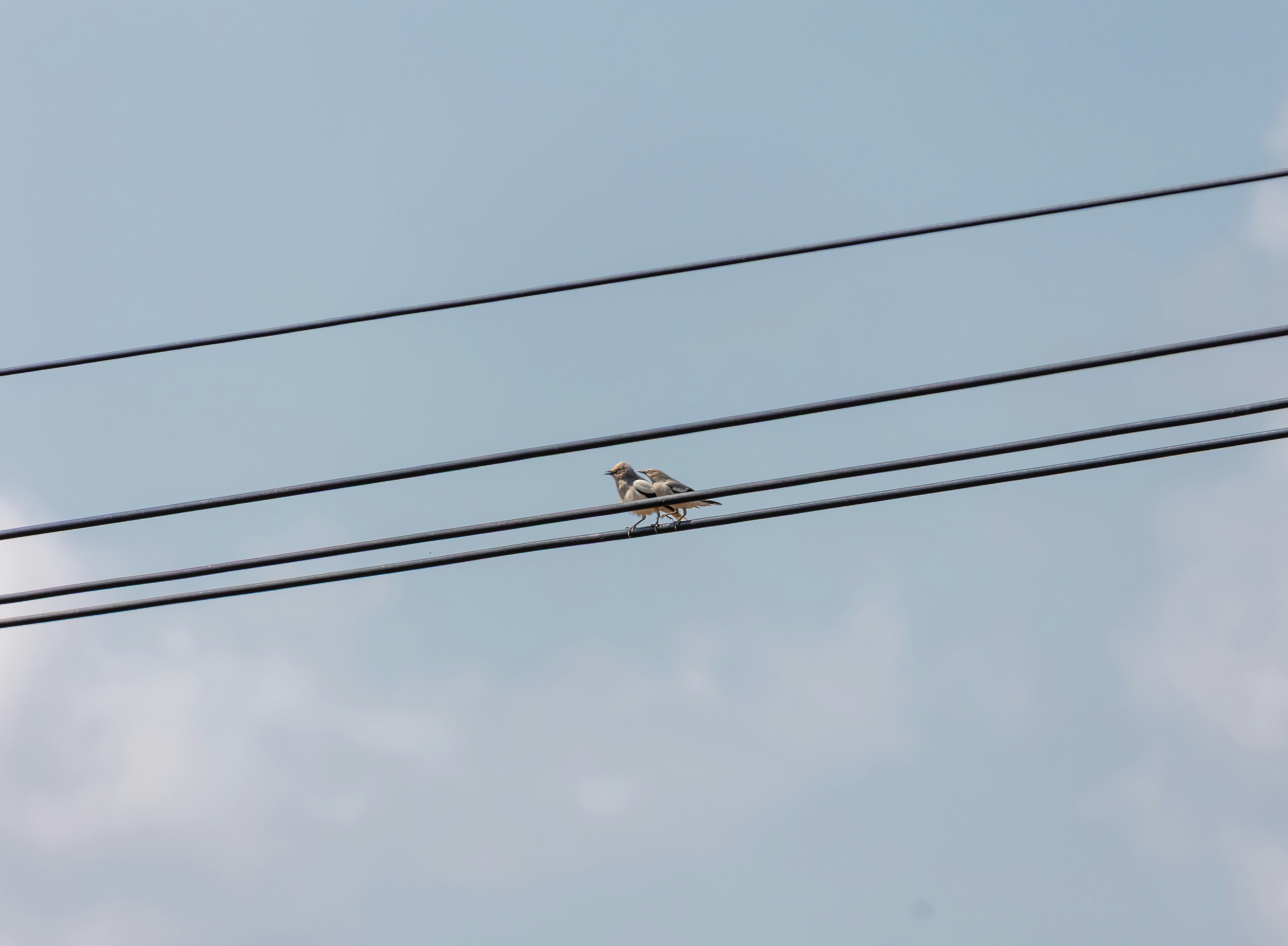 Tiny Speckled Scout on Cables Under a Wide Sky