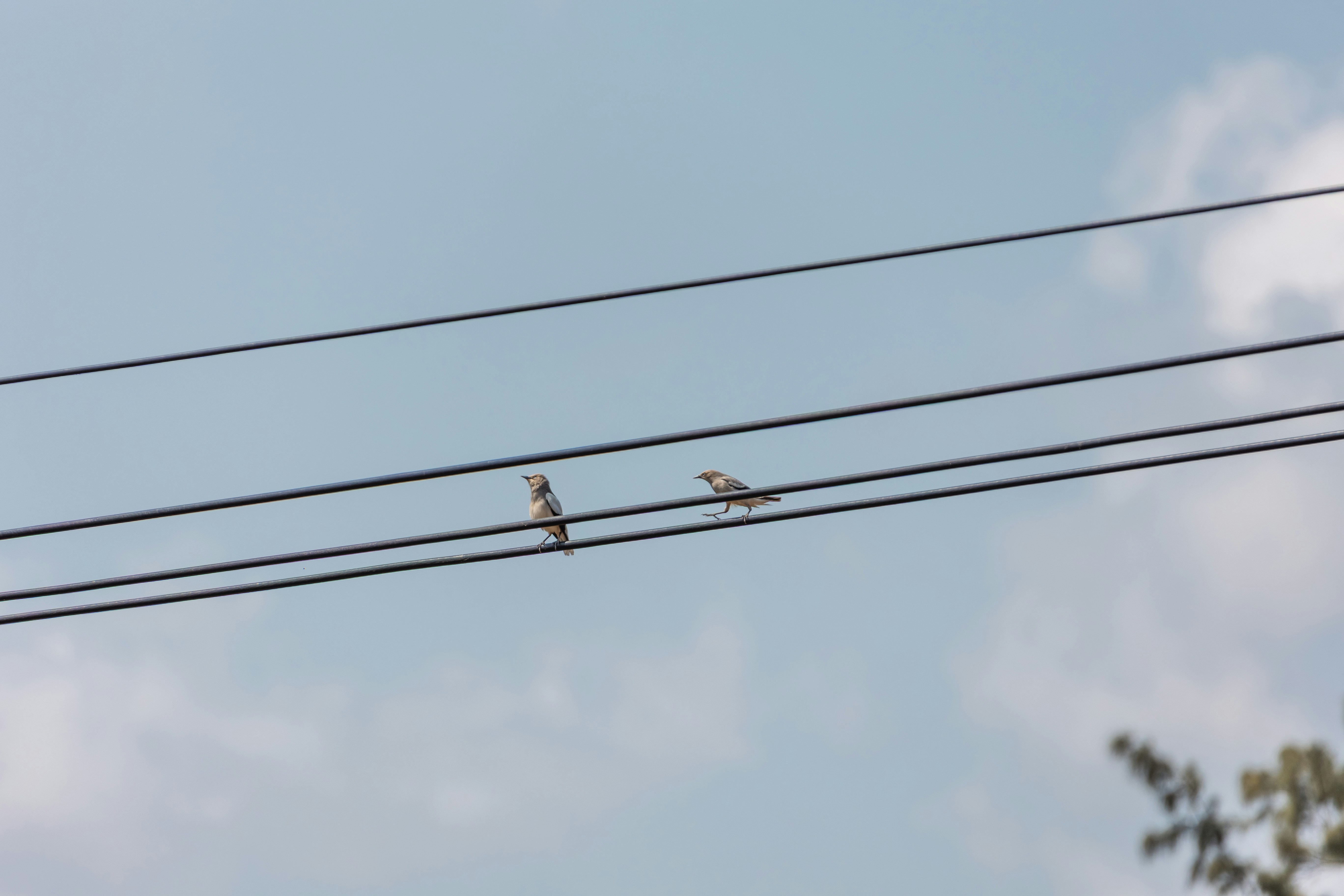 Two Birds Crossing Wires Under a Quiet Sky