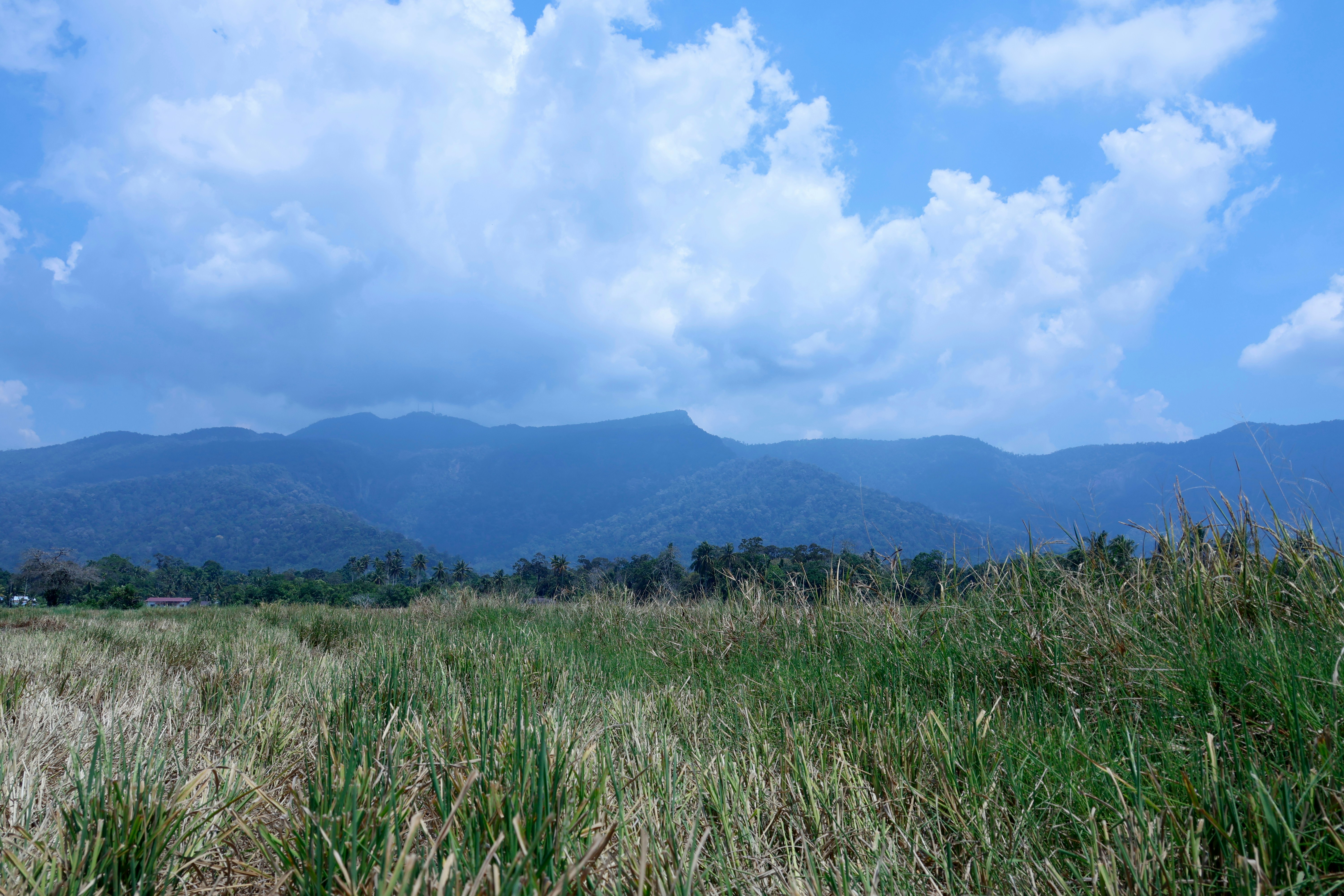 Cloud-veiled Ridge Over a Quiet Grassland