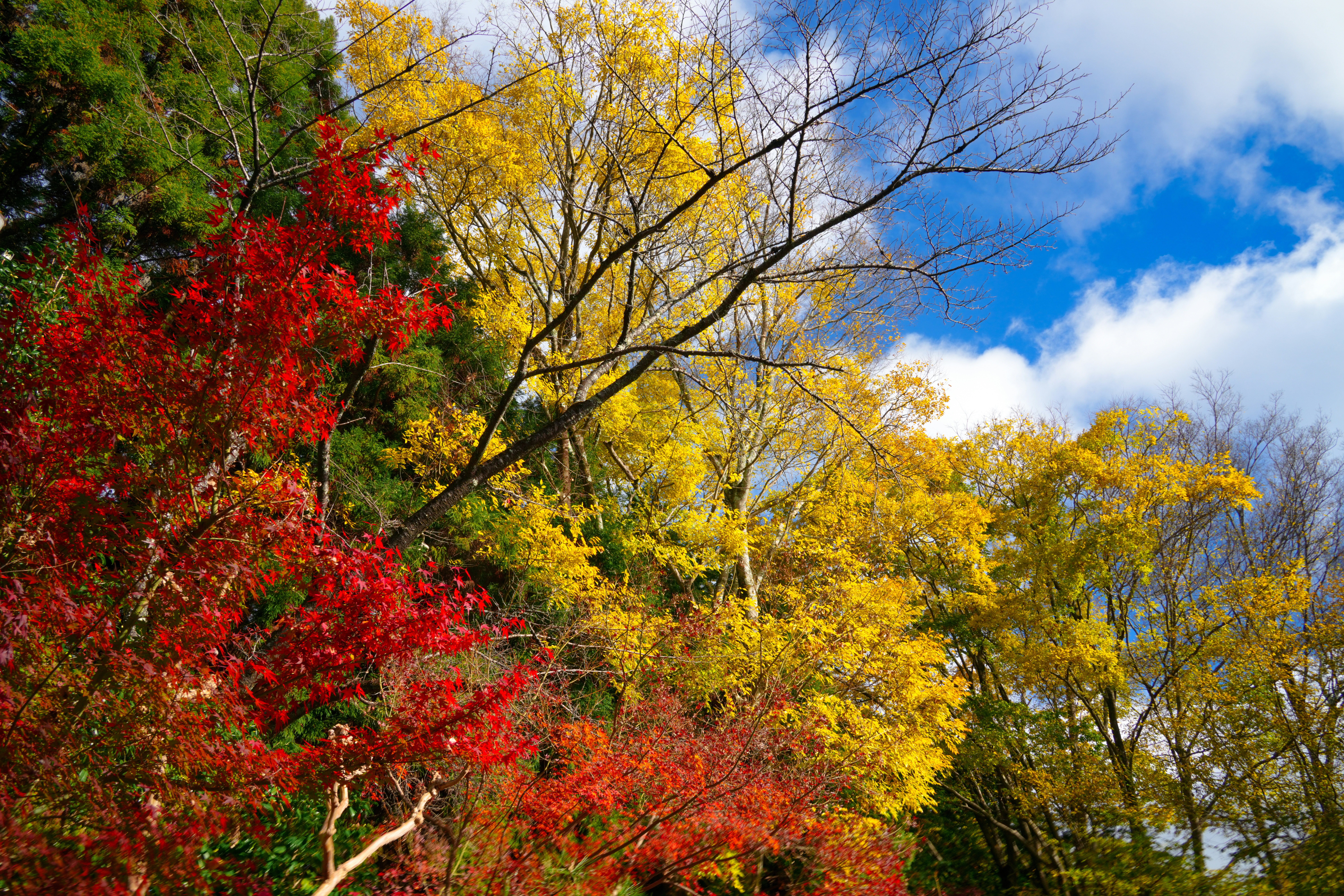 Autumn canopy: crimson and gold in a sunlit grove