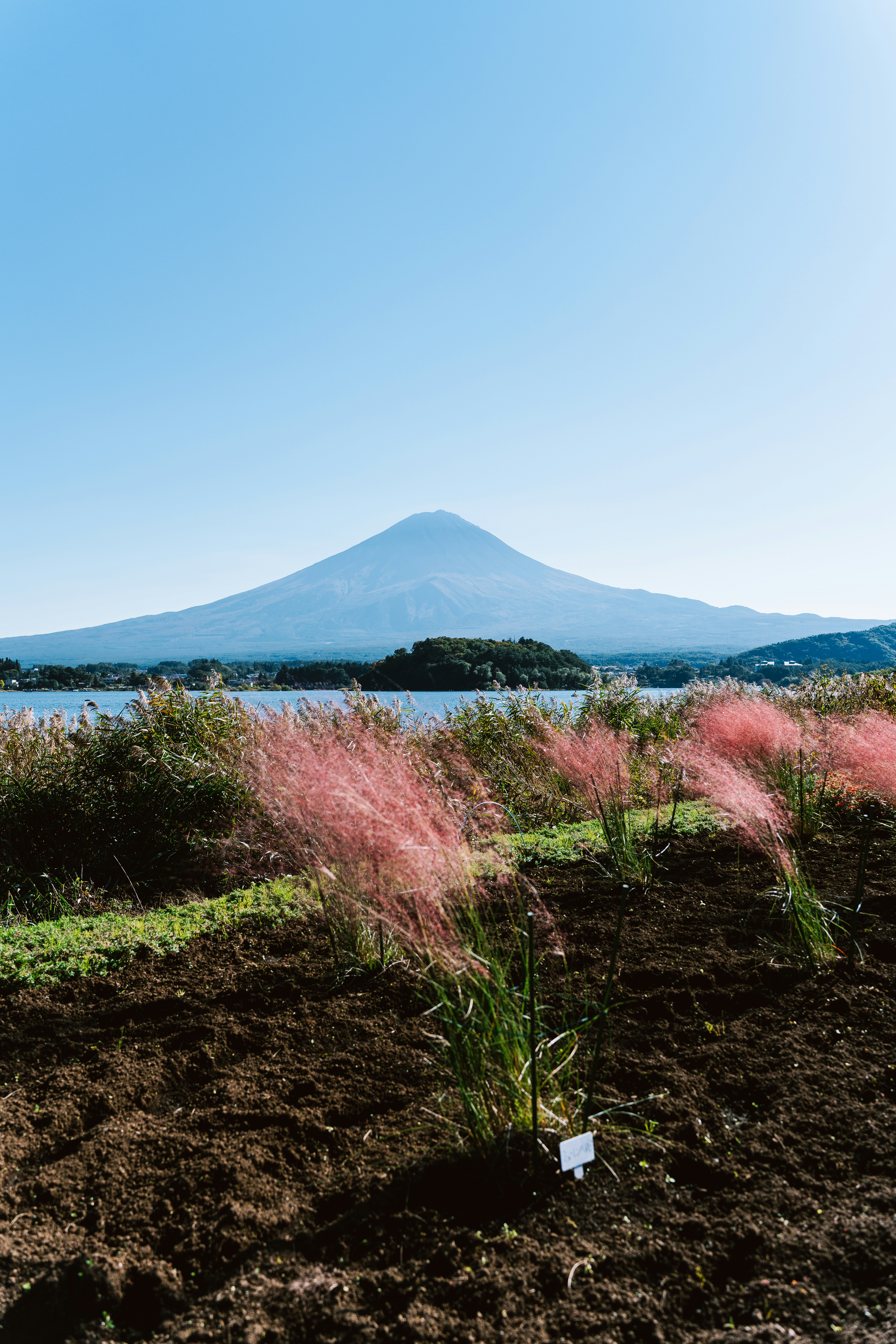 Mount Fuji silhouette over a field of pink plume grasses