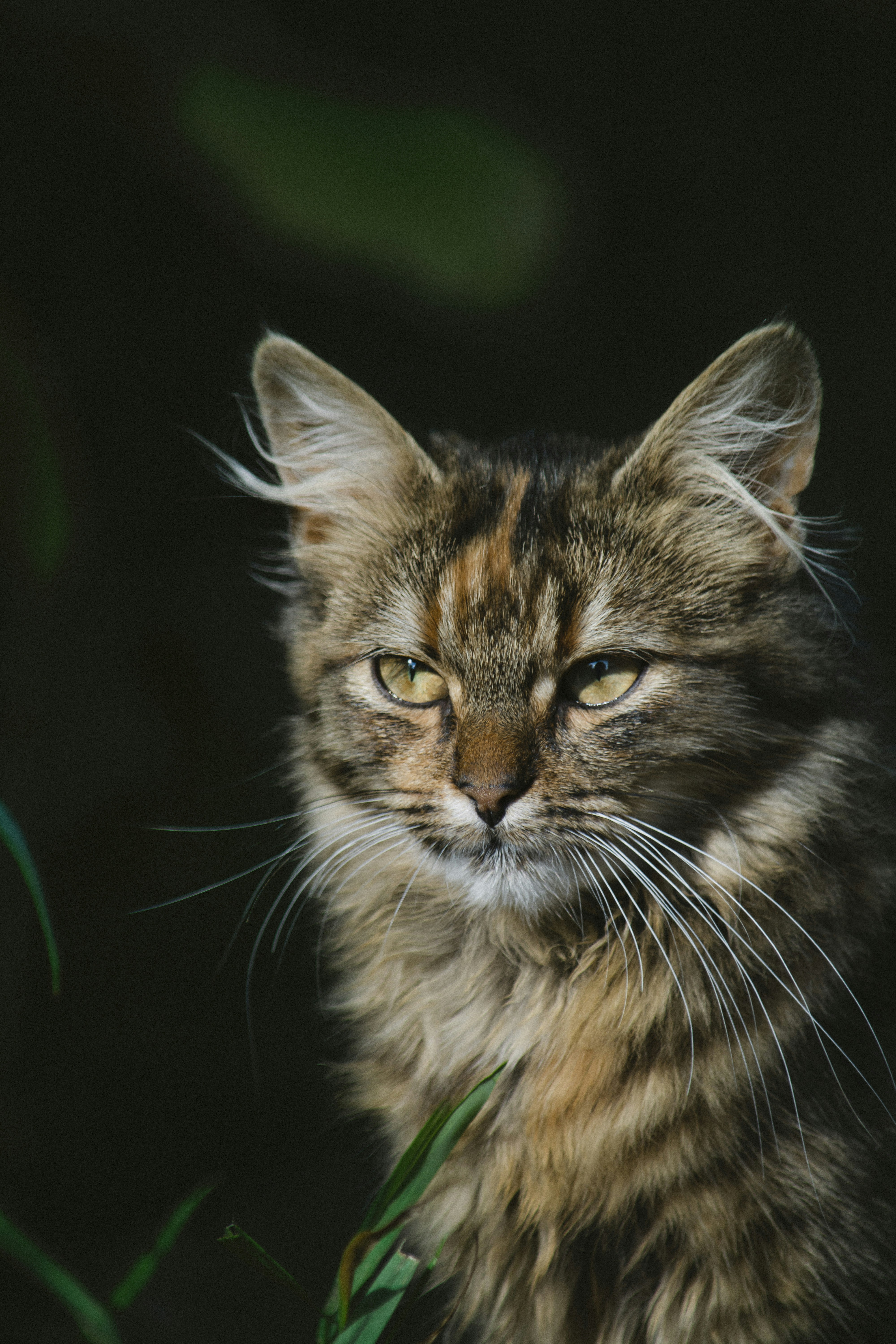 Amber gaze: a cat's patient stare in shadowed light
