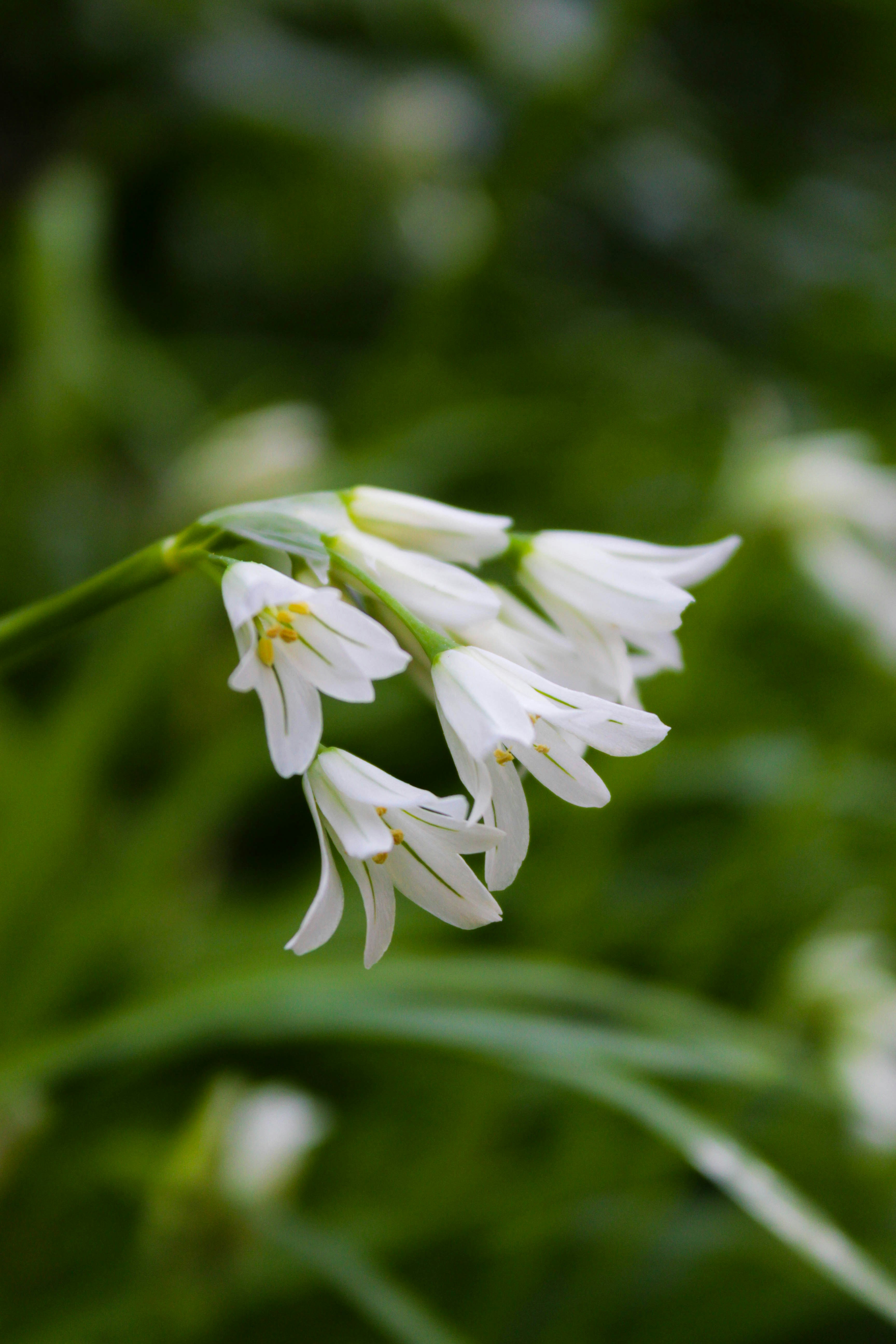 White bloom cluster drifting in a sea of green