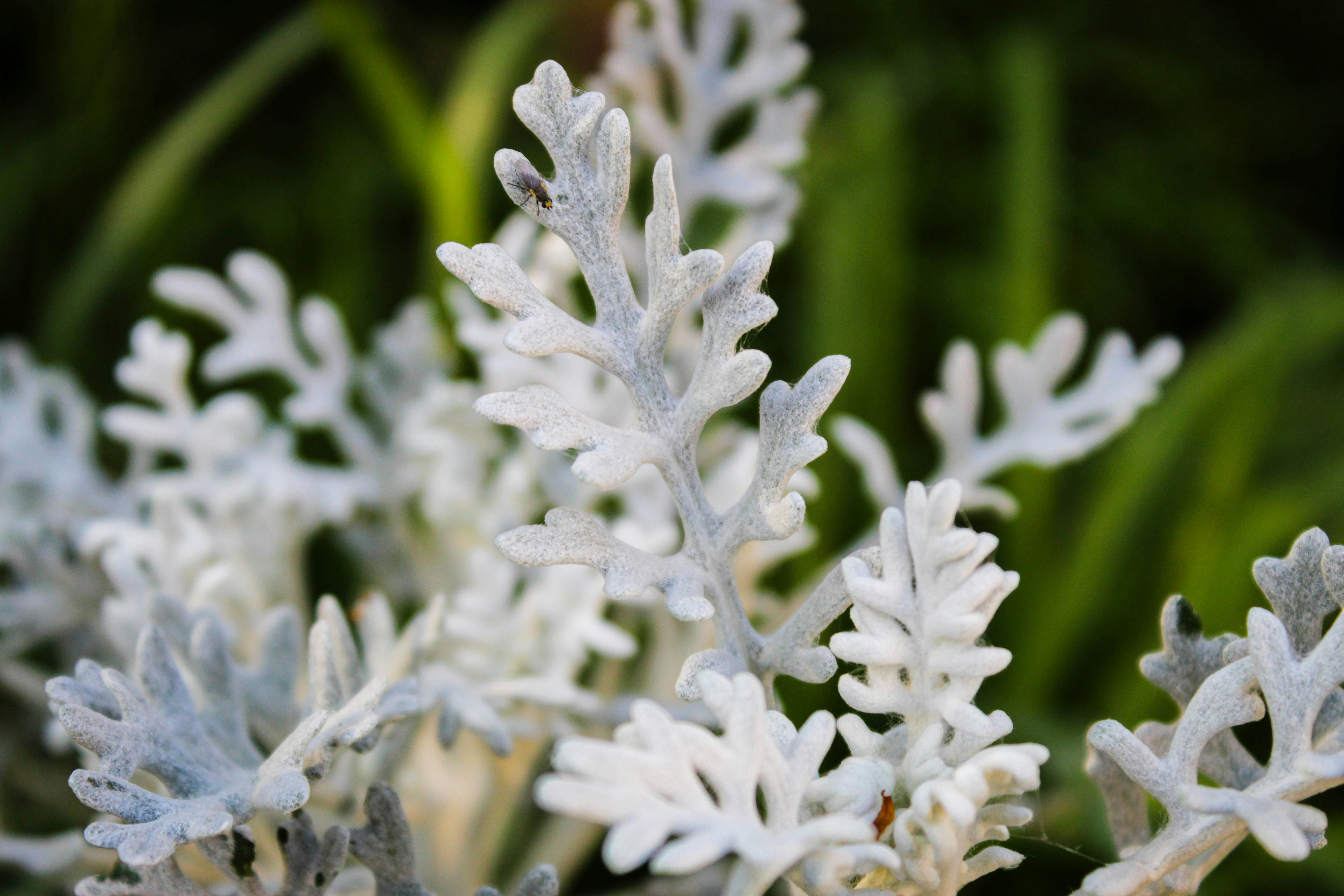 Frosted Coral: A Close-Up of Silvery Sea-Plant Whiteout