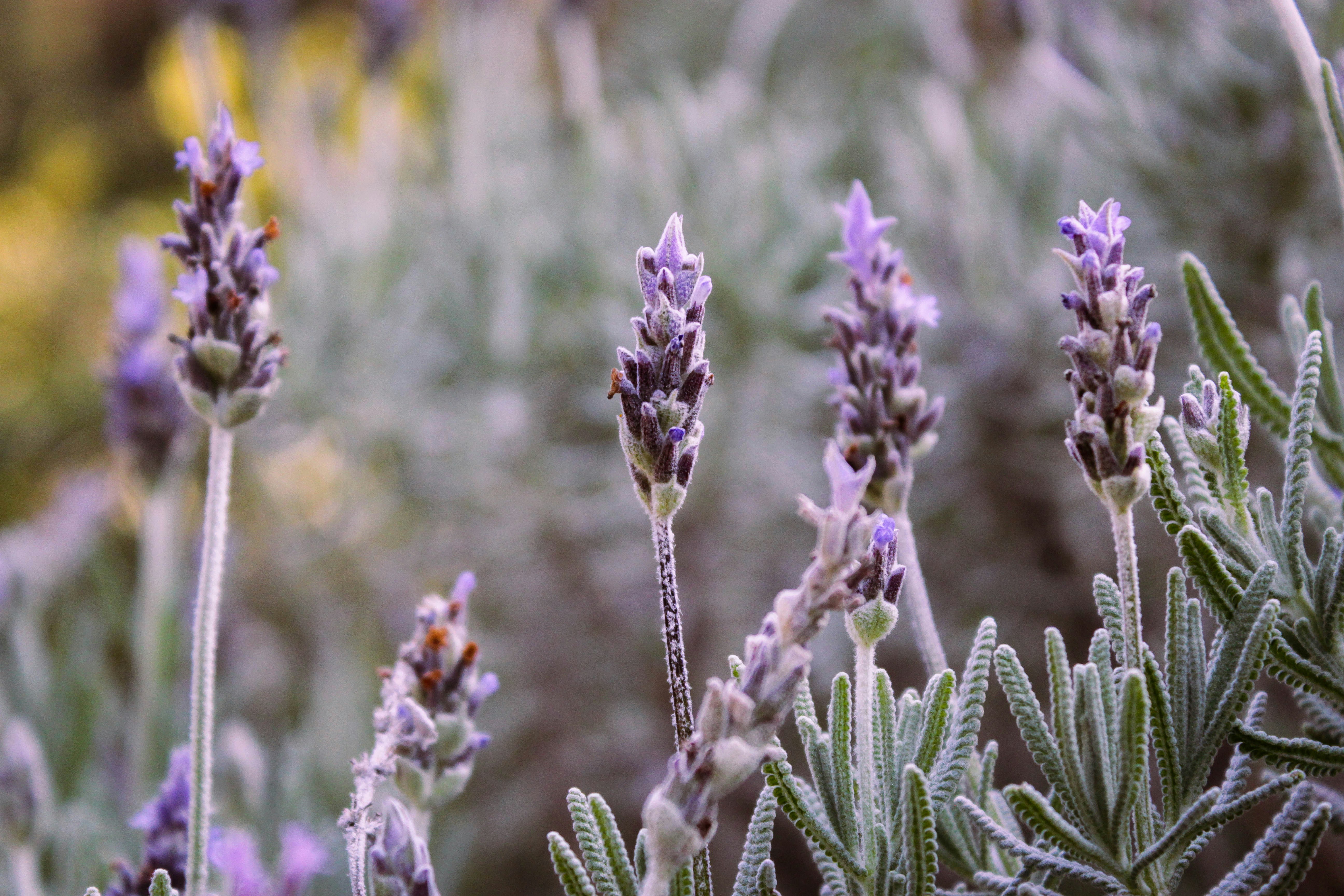 Lavender Blooms in Soft Focus Field