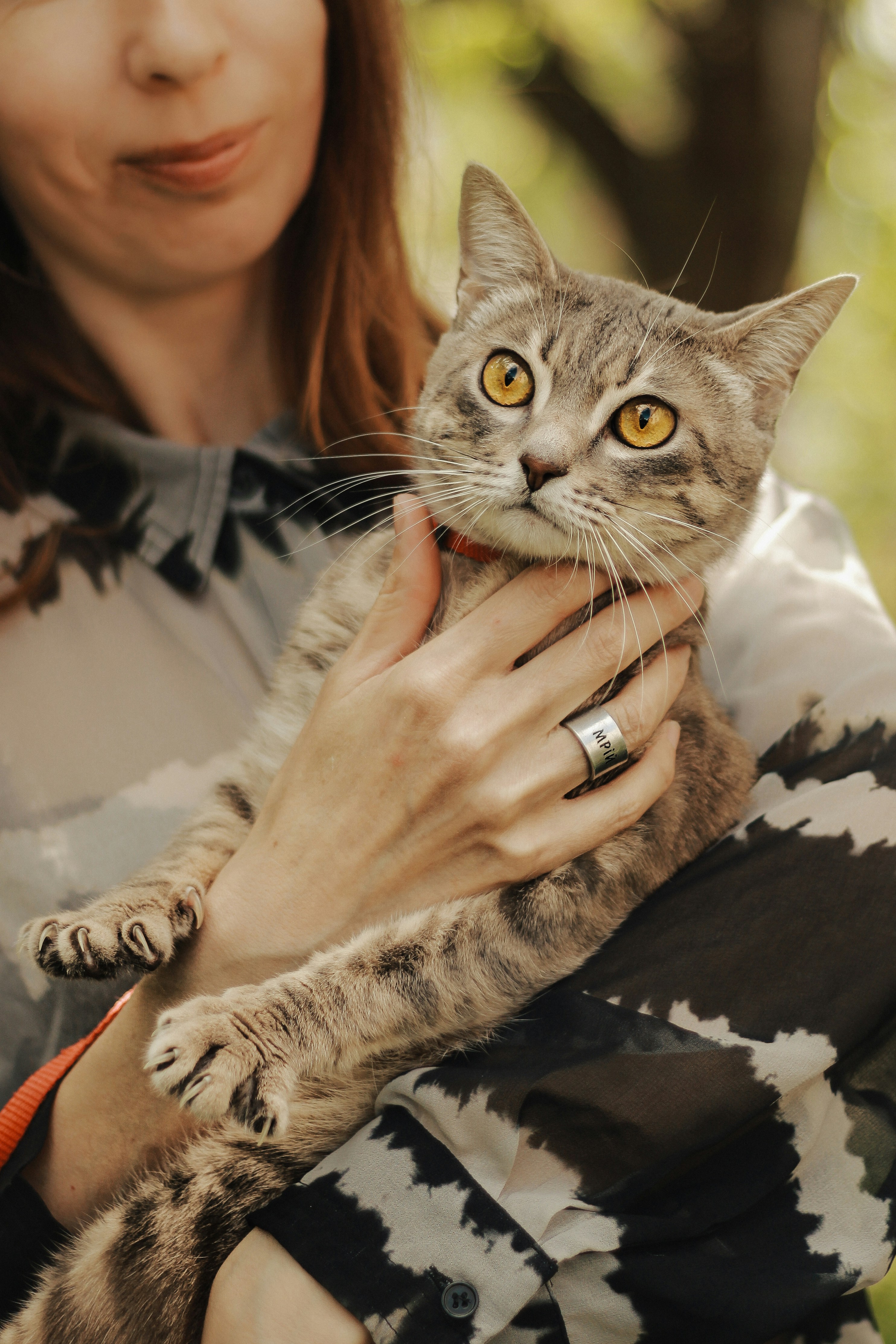 Golden Eyes and Gentle Grip: A Cat in Quiet Affection