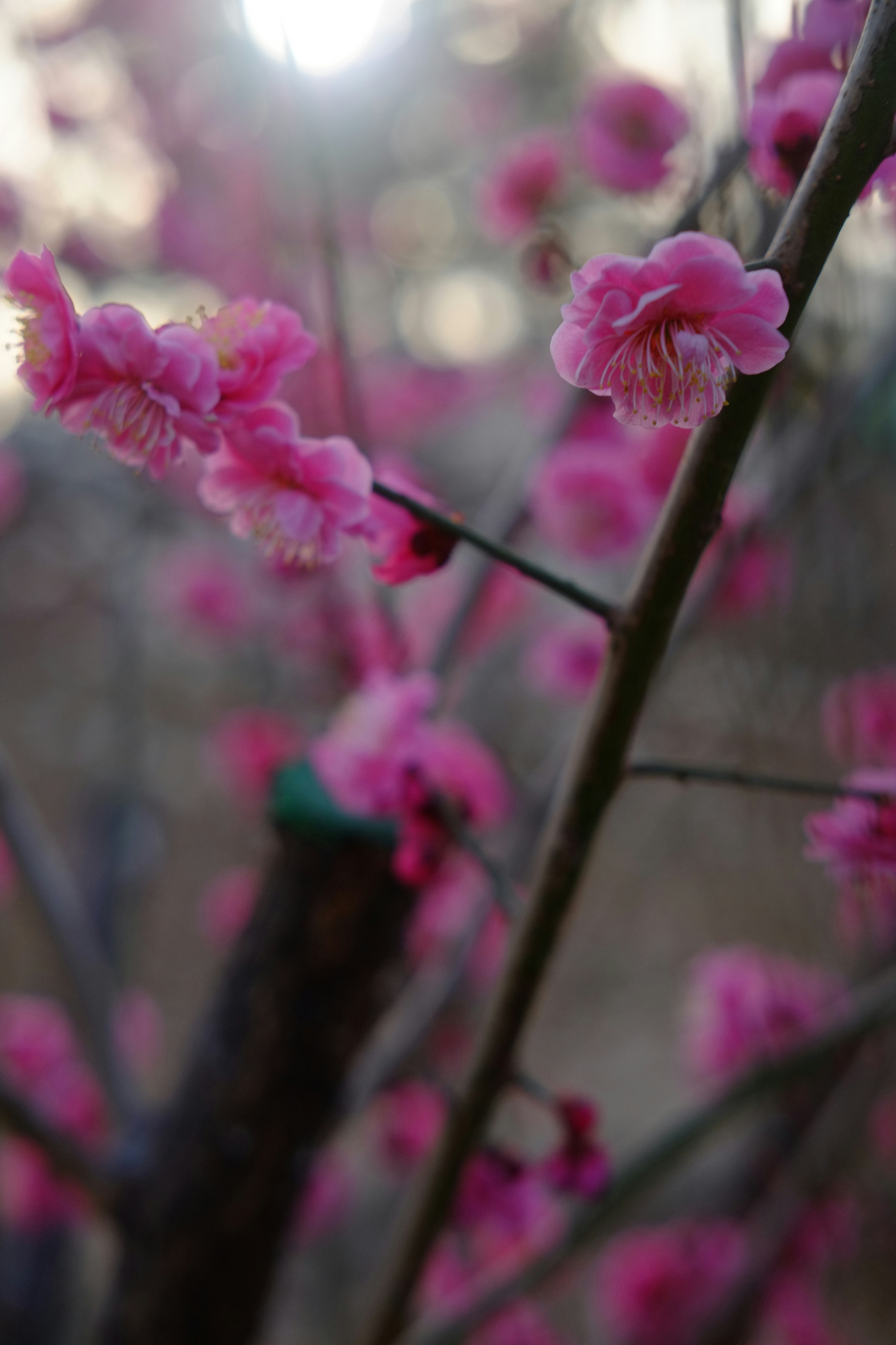 Blooming pink whispers on a sun-washed branch