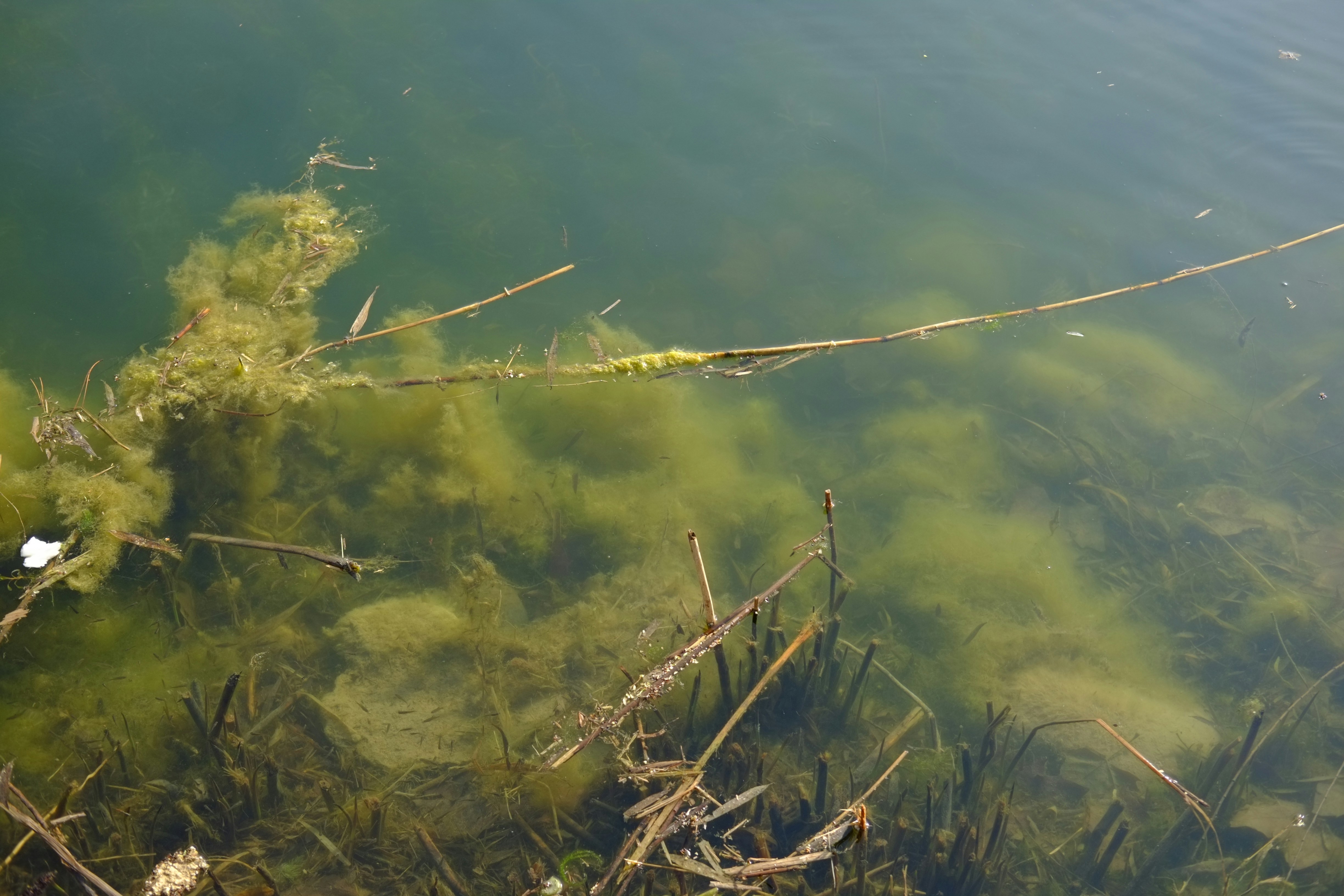 Greenish Waters: Submerged Branches and Algae in a Quiet Lakebed