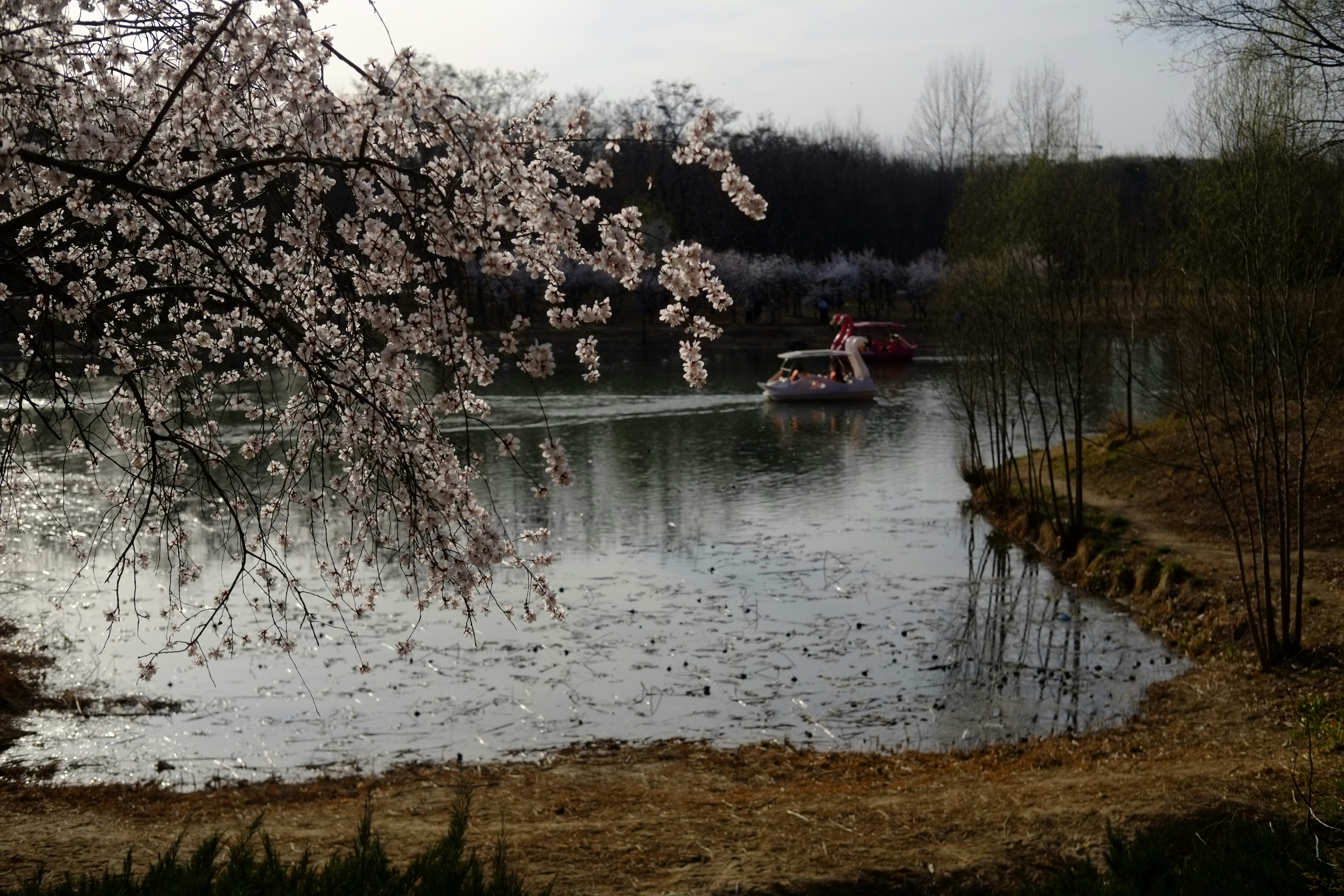 Blossoms Over the Still River