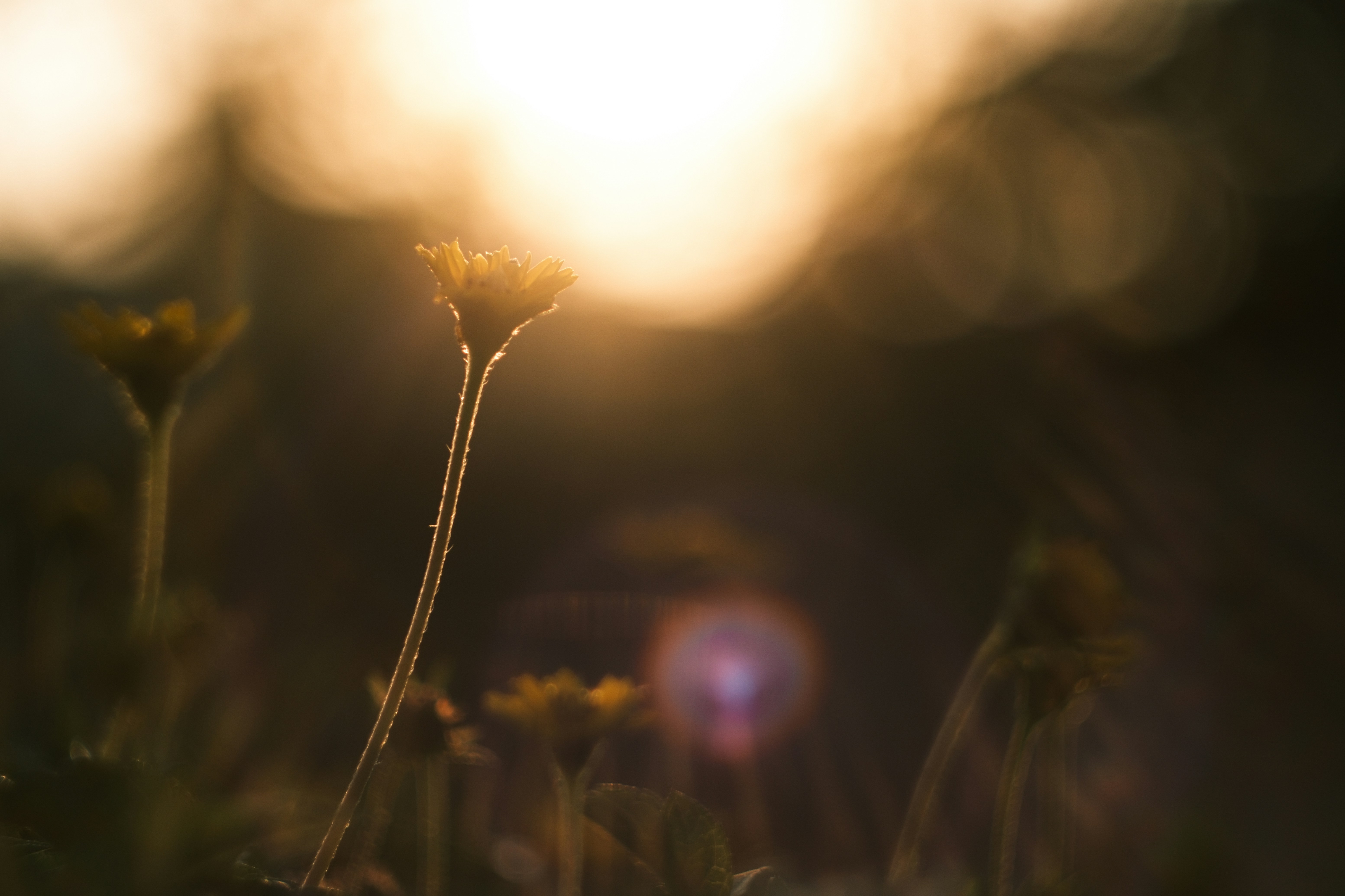 Sunlit Dandelion in a Blurred Meadow