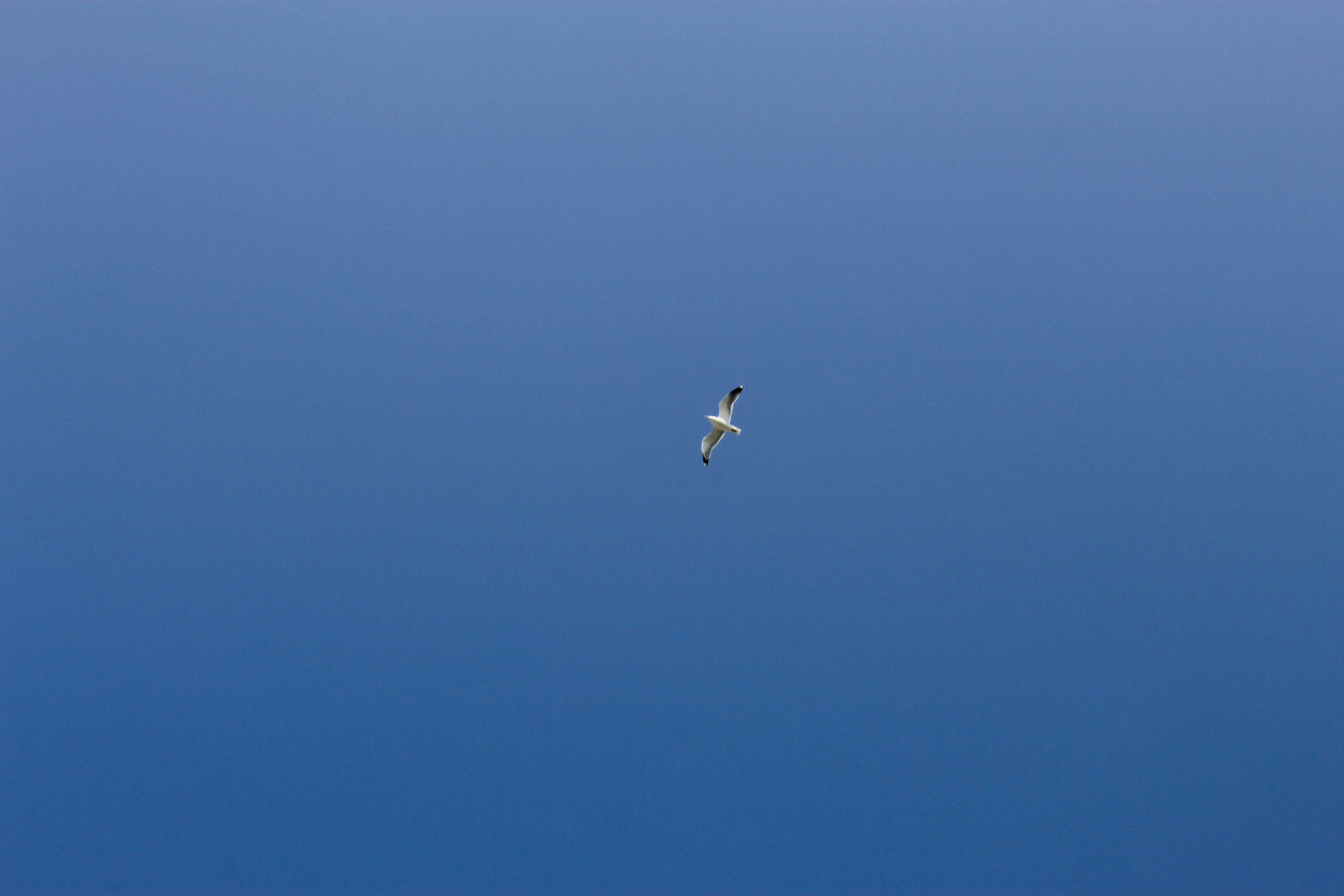 Single Seeker: A gull in a vast cobalt sky