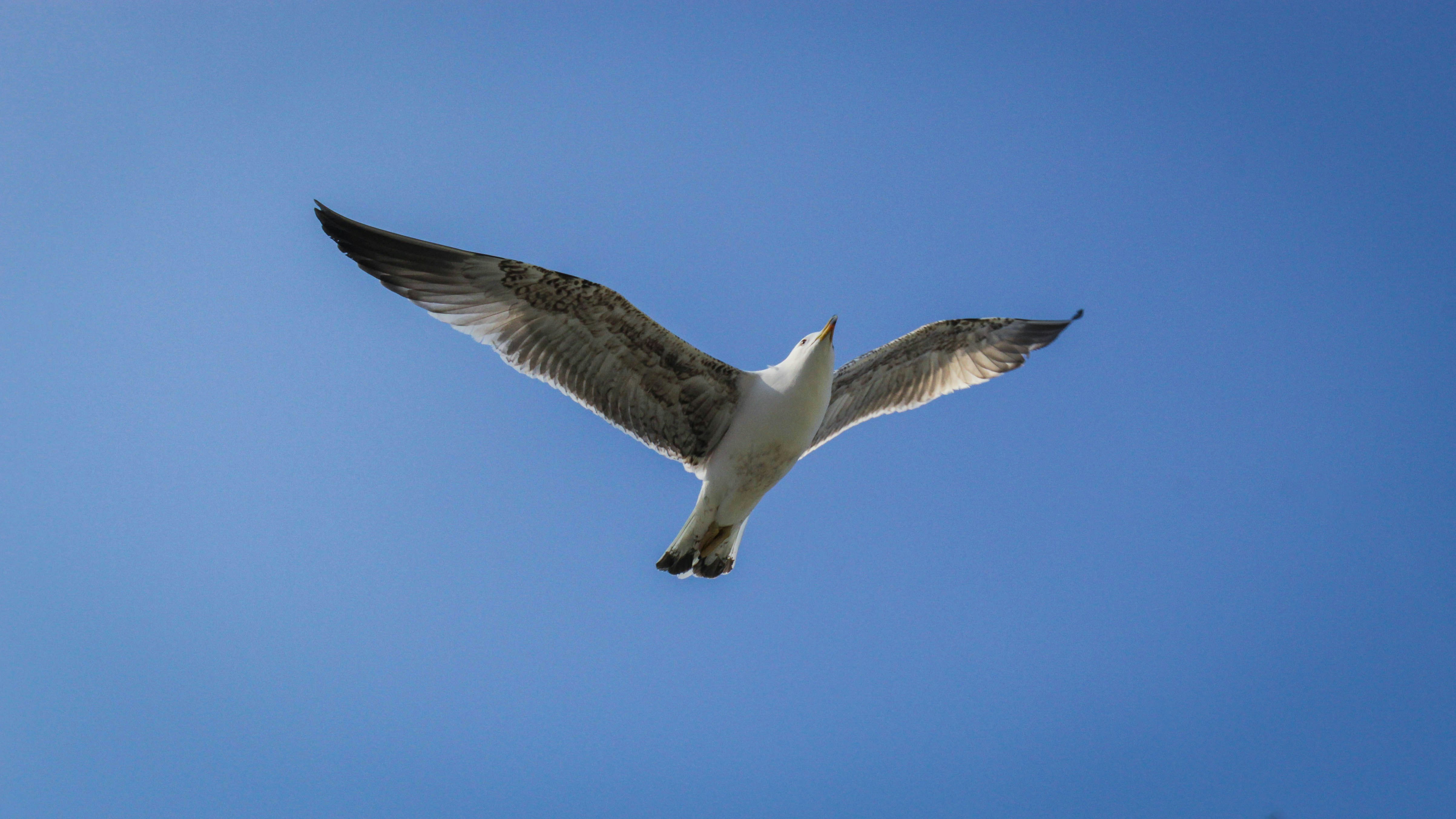 Soaring Snatch of the Atlantic: White Heron against a Crystal Sky