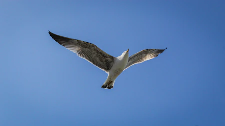 Soaring Snatch of the Atlantic: White Heron against a Crystal Sky