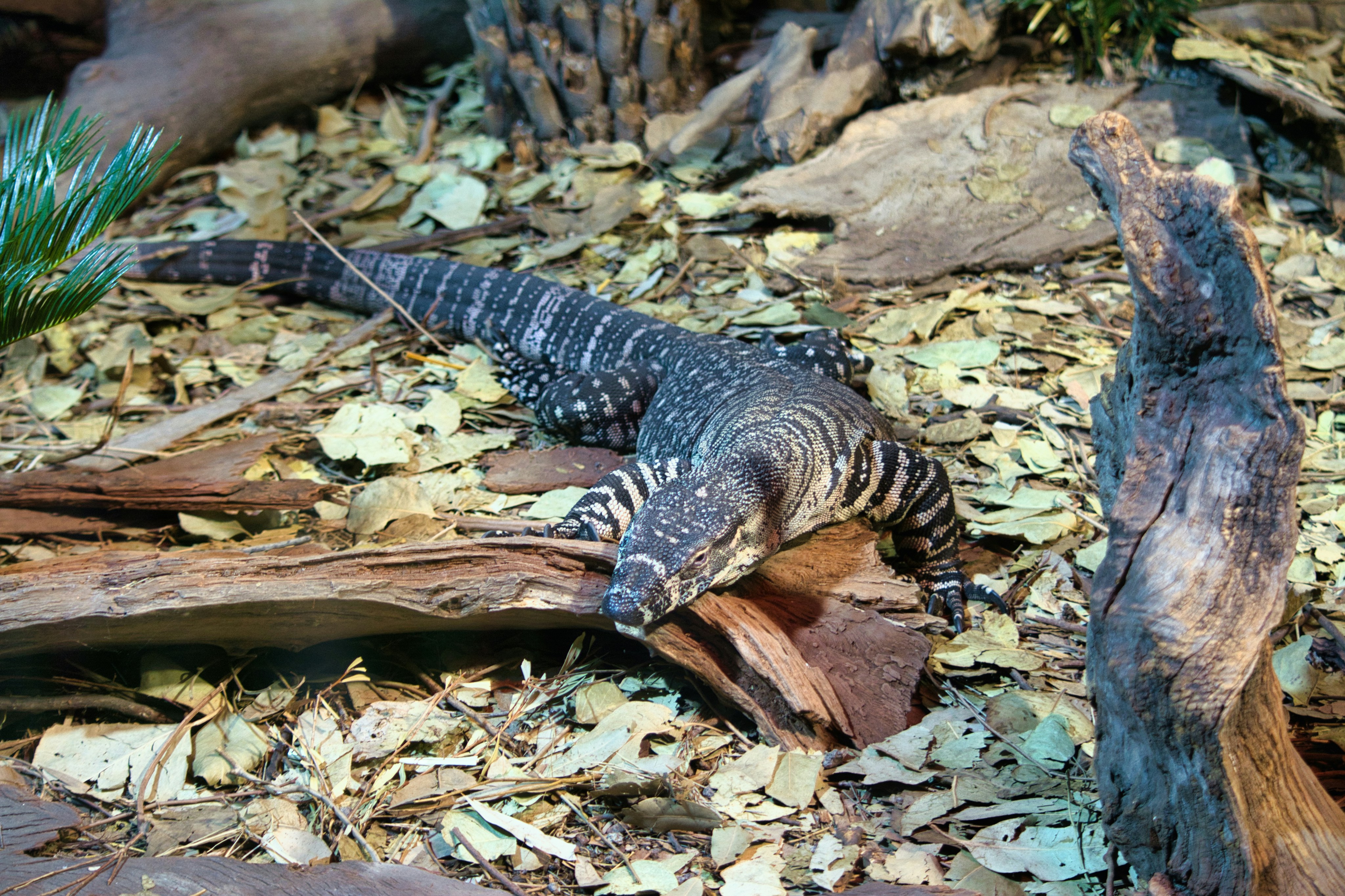 Crocodilian Glide Across Leaf Litter
