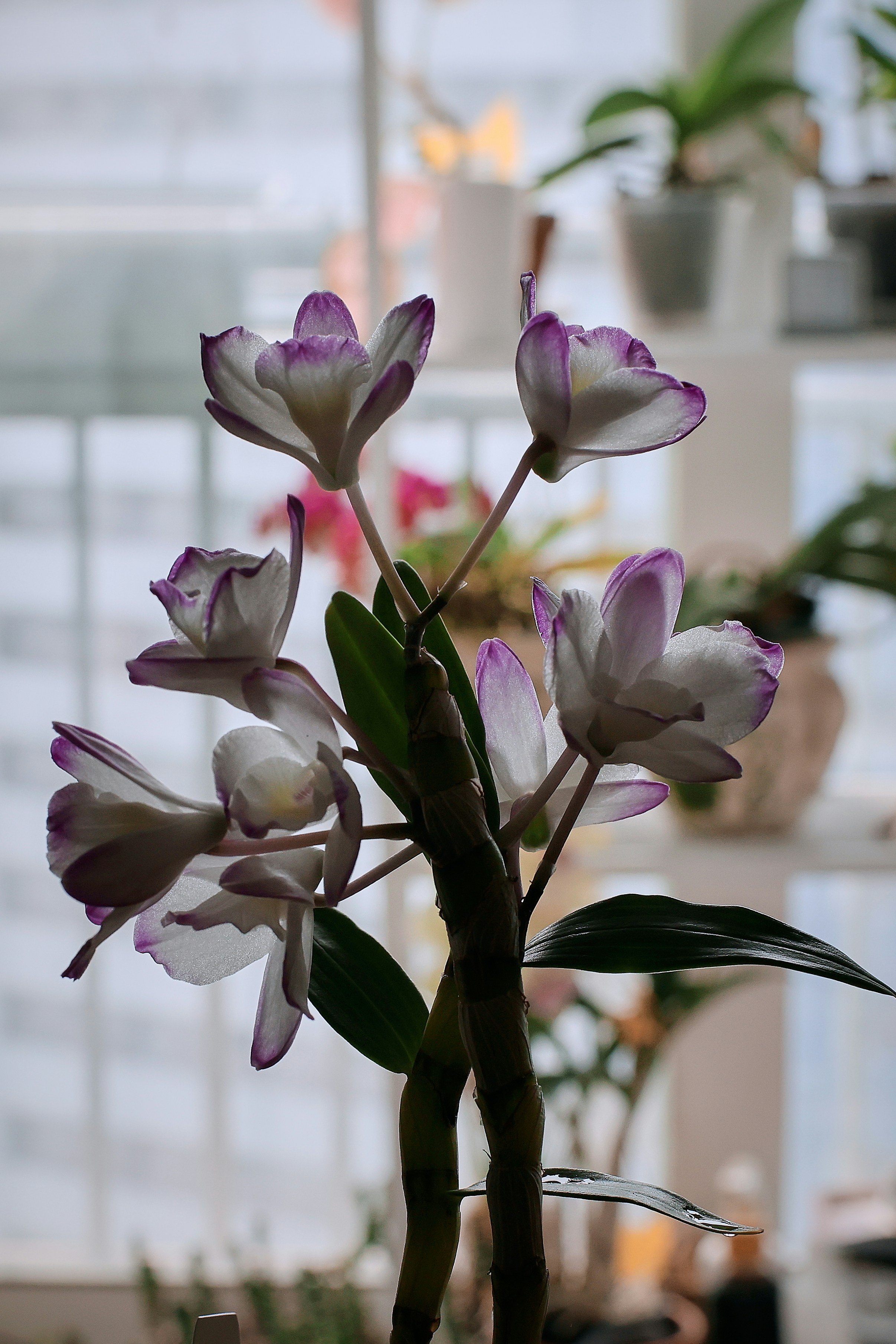 Blossoms in Soft Backlight: A Sturdy Stem Reaches for Light