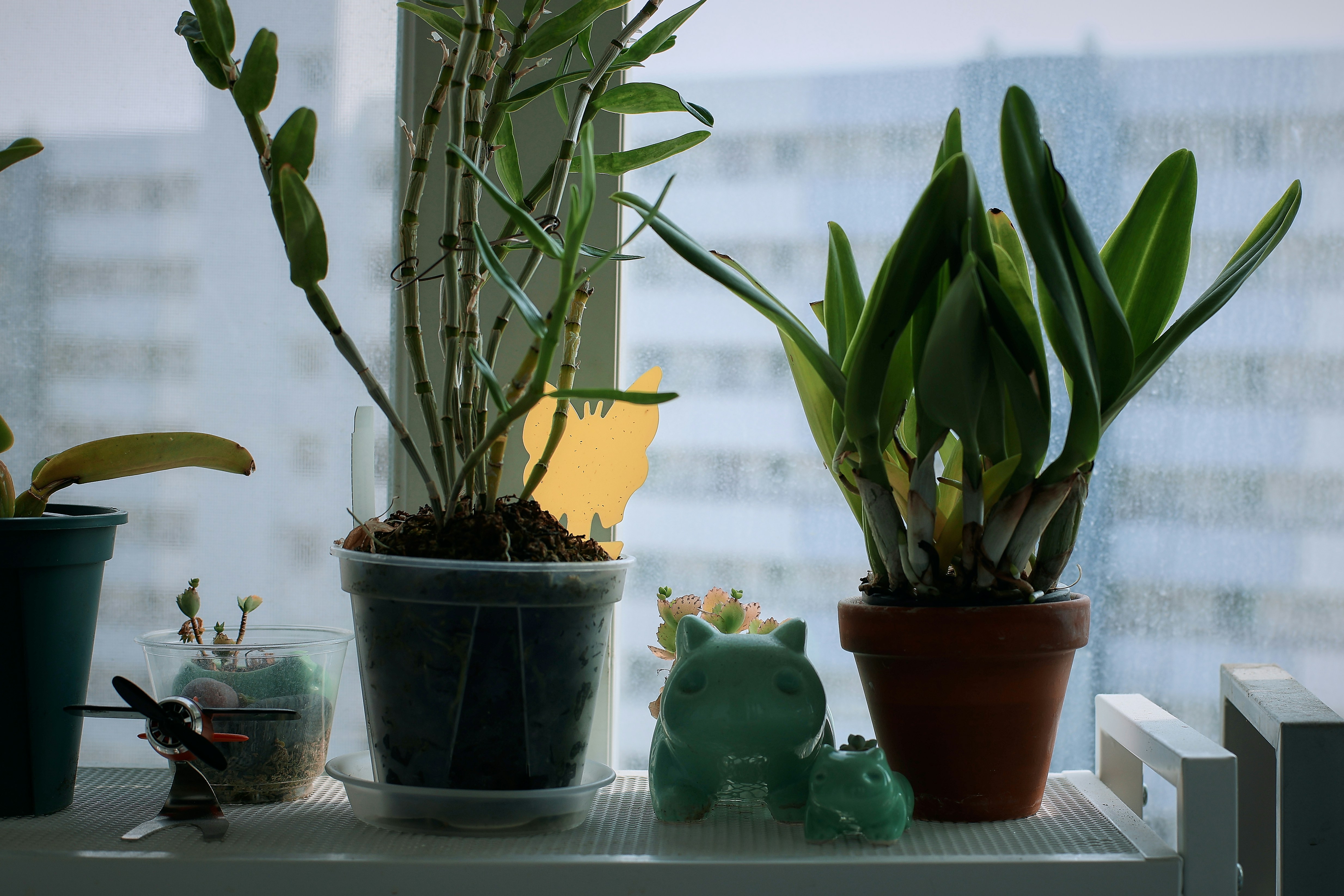 A Quiet Window Sill with Greenery and Small Figurines