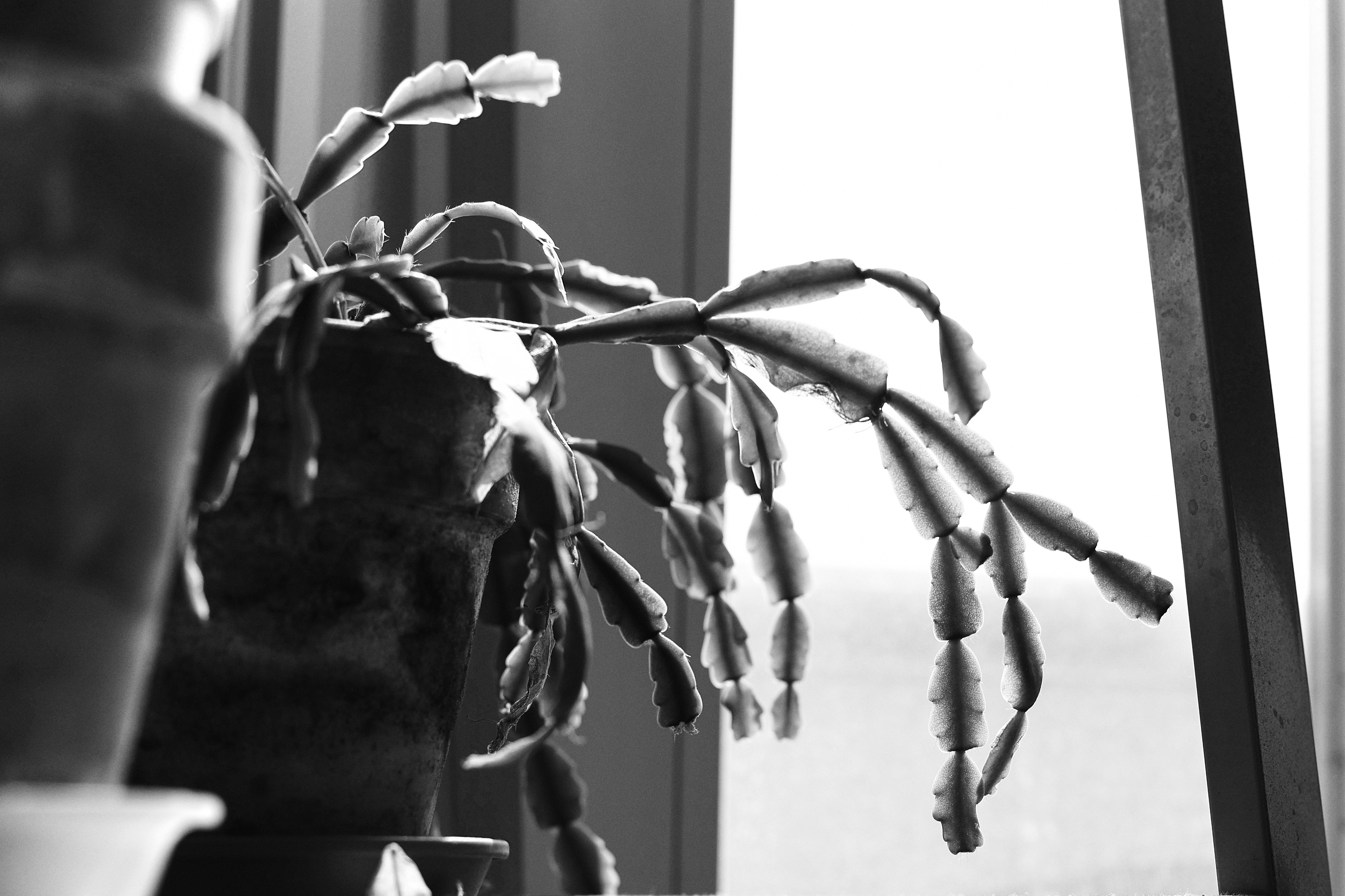 Quiet Window Garden: A Cascade of Succulent Greens in Soft Light