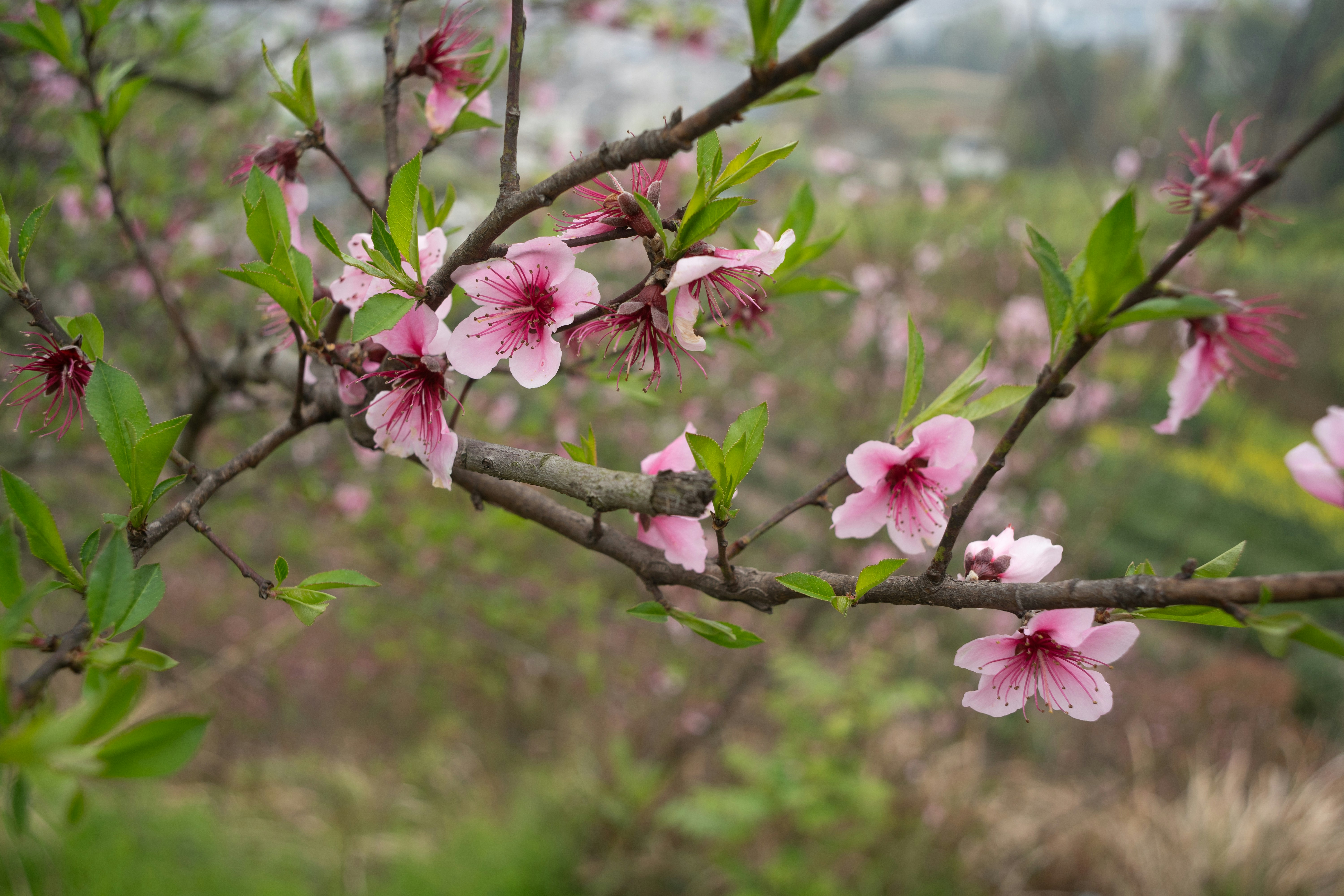 Blossoms on a Brushed Branch