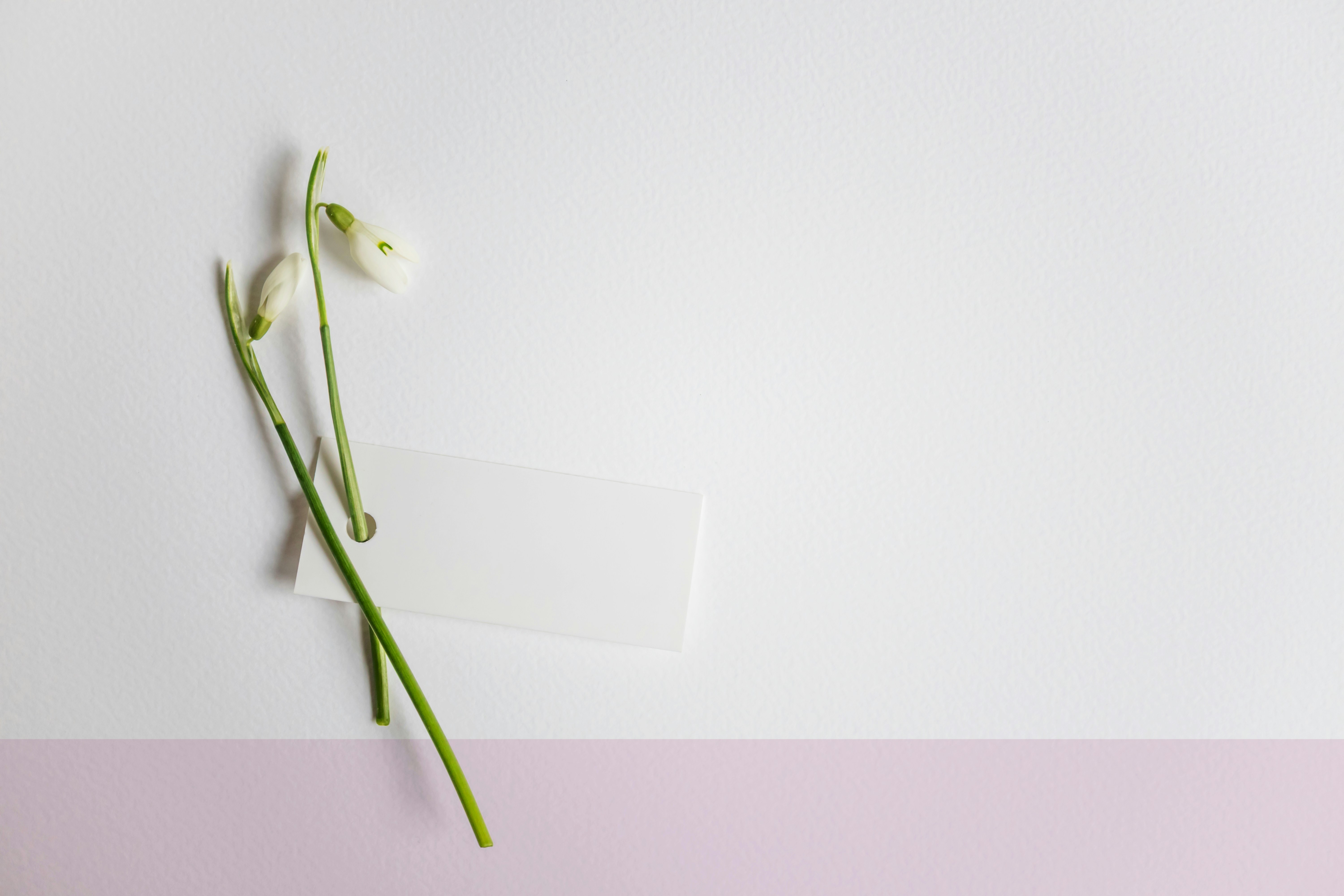 Minimal Still Life: White Space, White Card, and a Single Stem