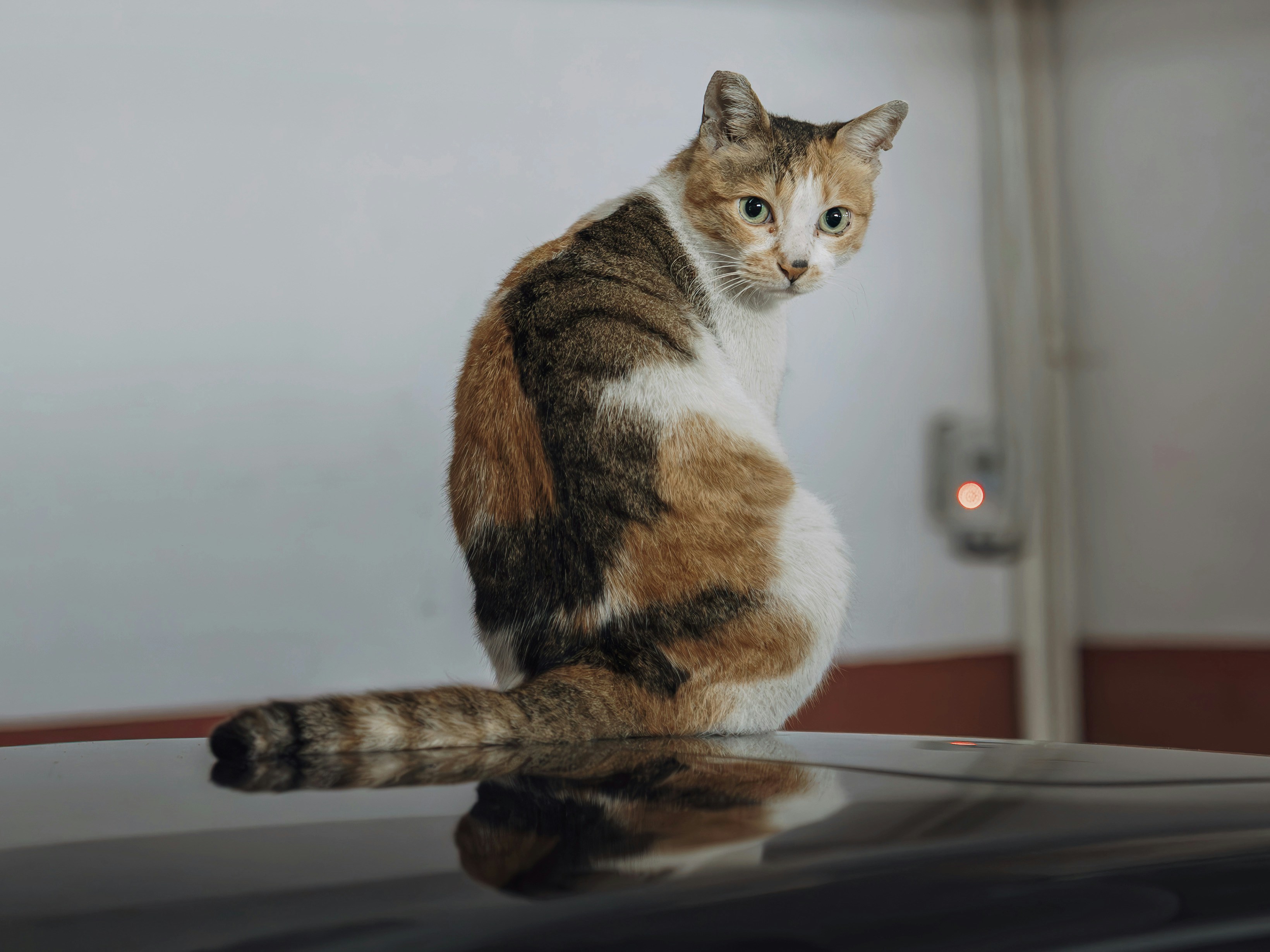 Calico Muse on a Glassy Lookout