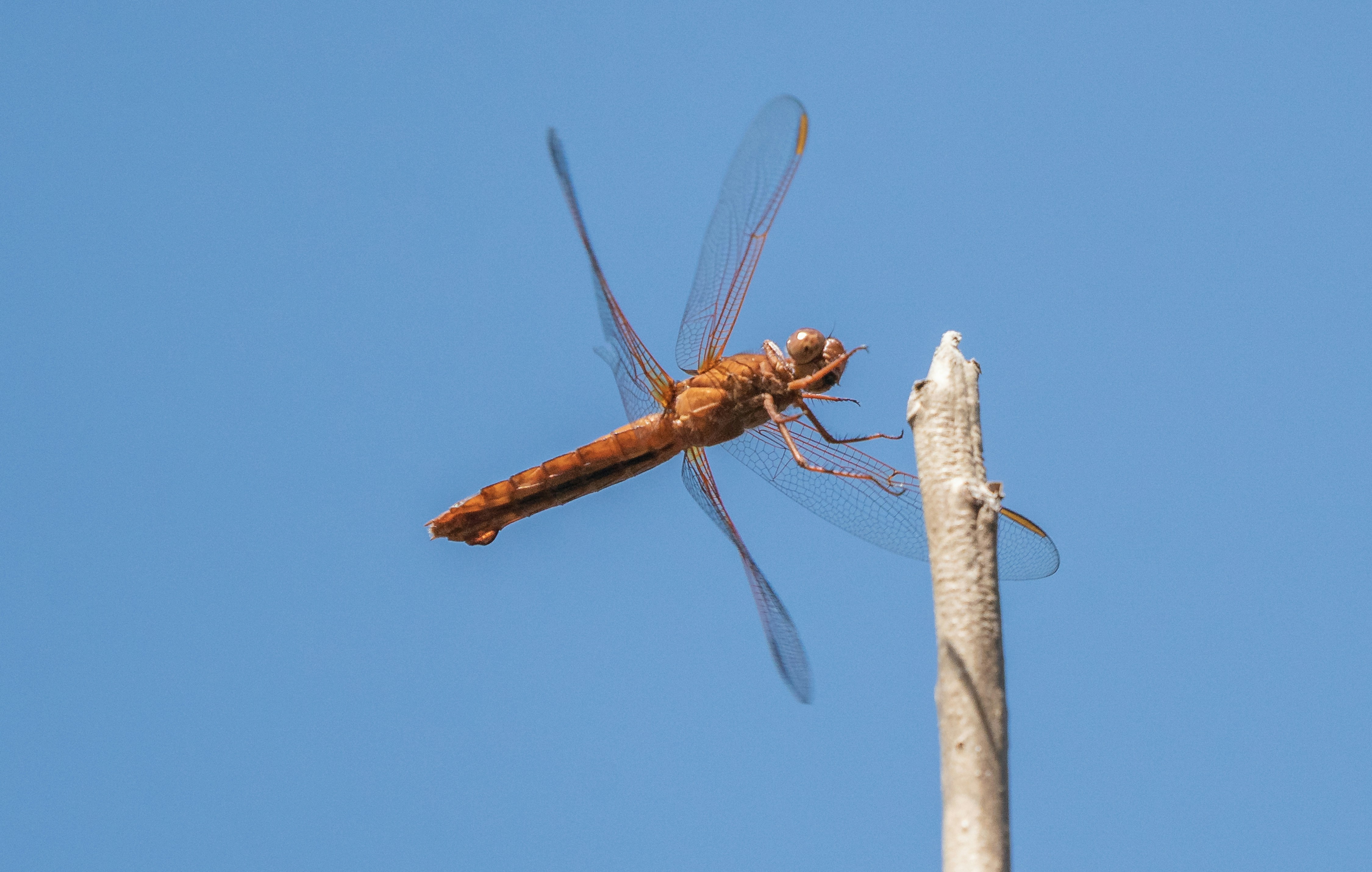 Juvenile Dragonfly at the Tip: A Clear Moment on a Thin Branch