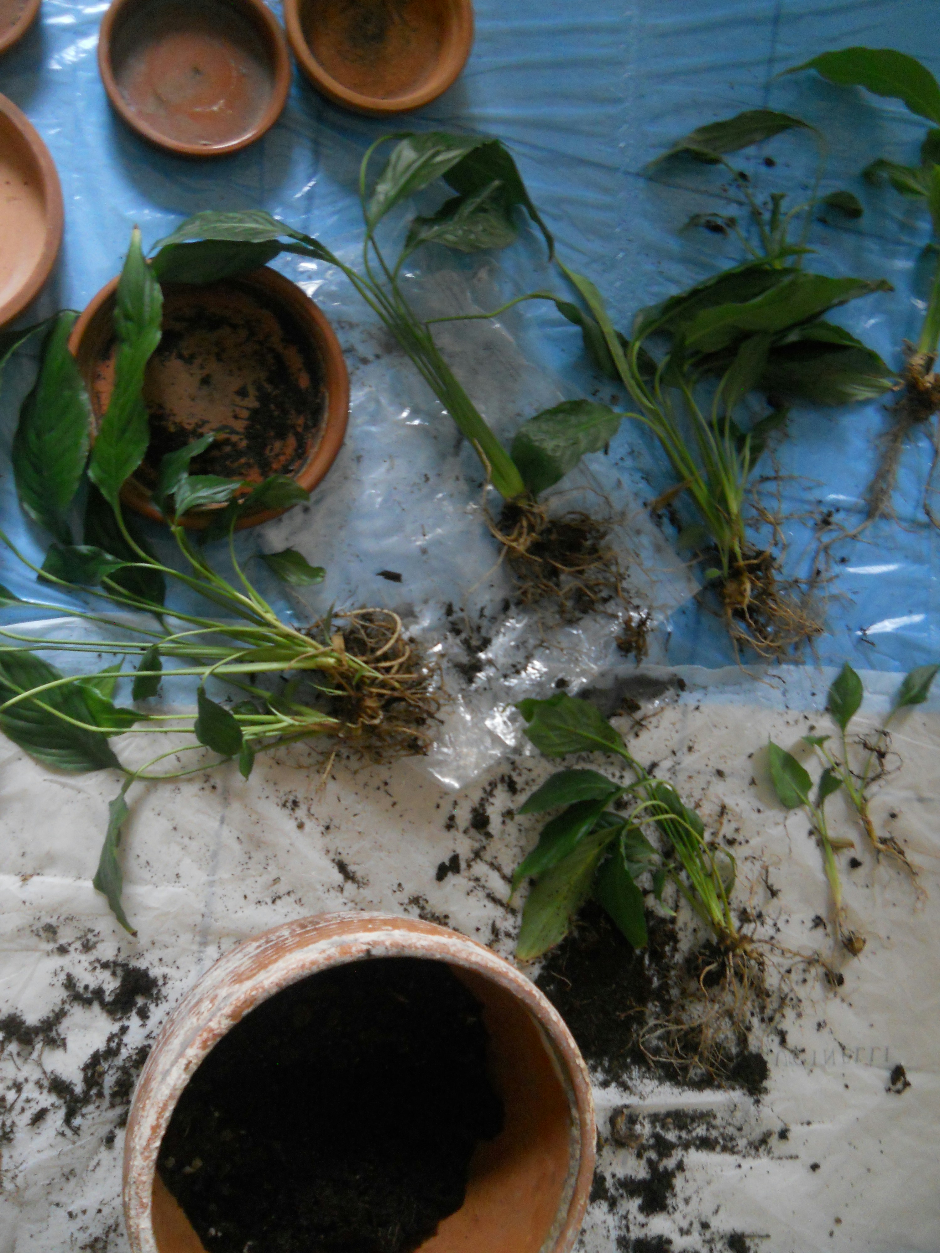 Rooted Transplants on a Plastic Bed