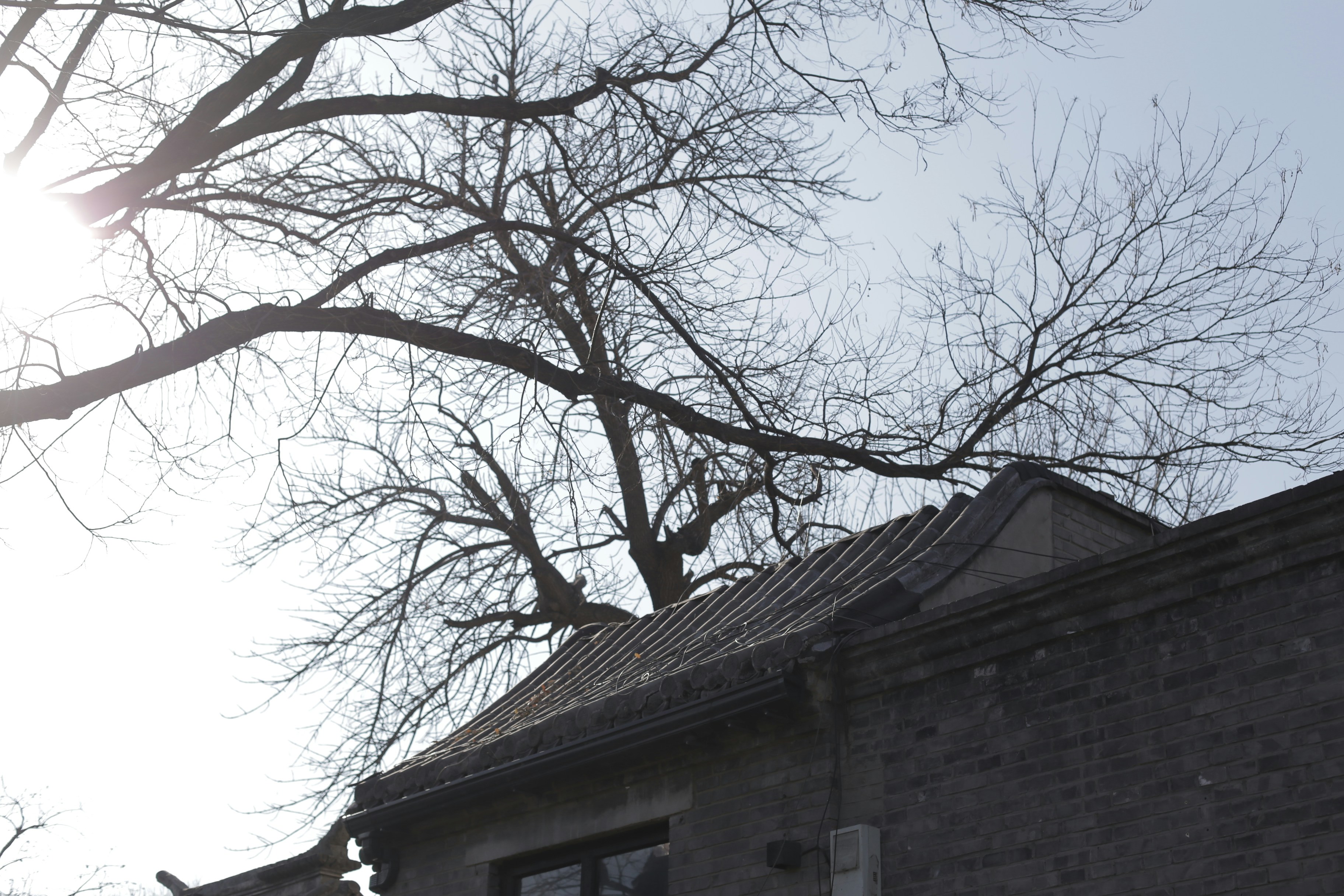 Sunlit Roofline Amid Bare Branches