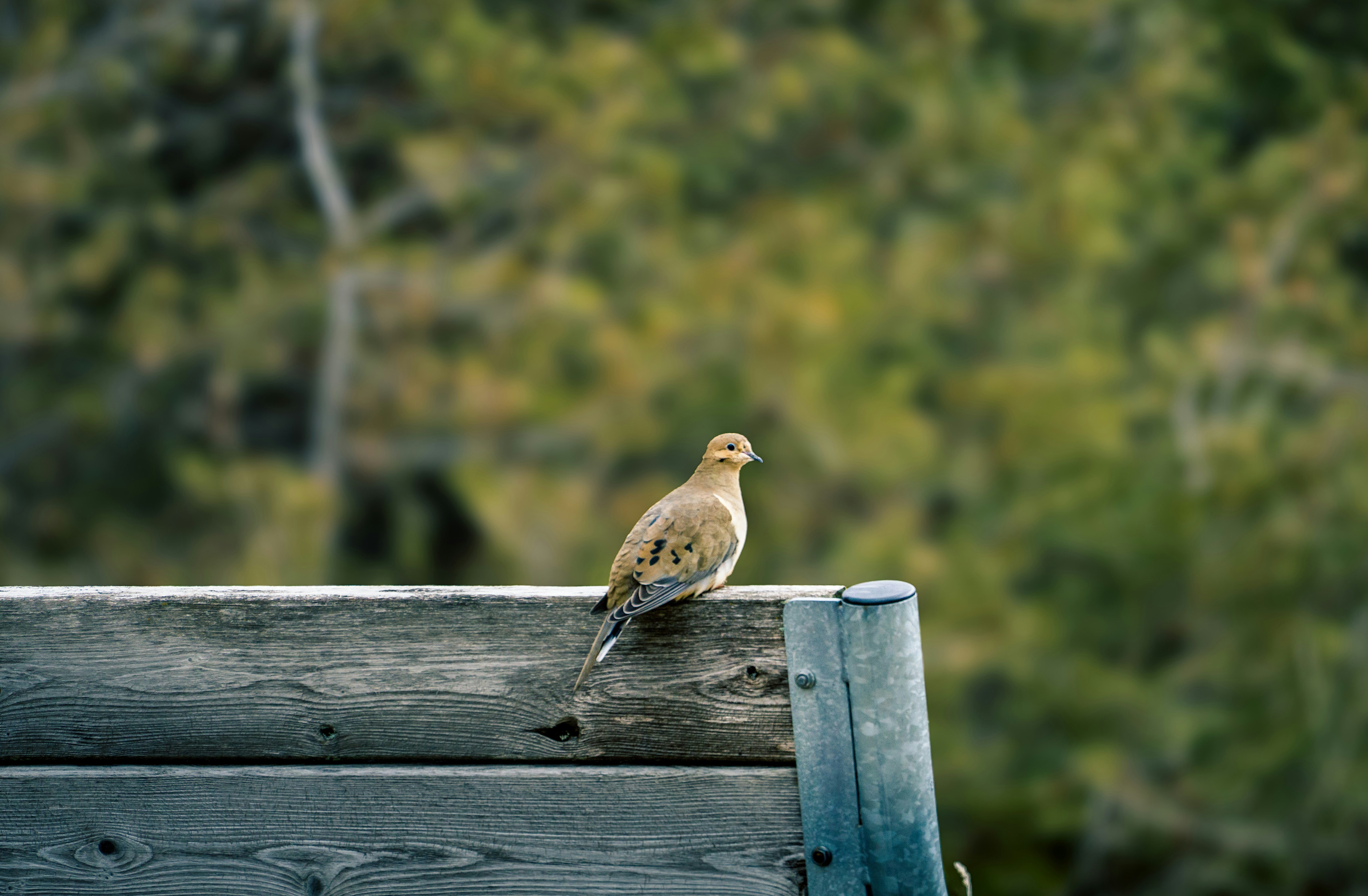 Perched on Weathered Rail: A Small Bird in Quiet Vantage