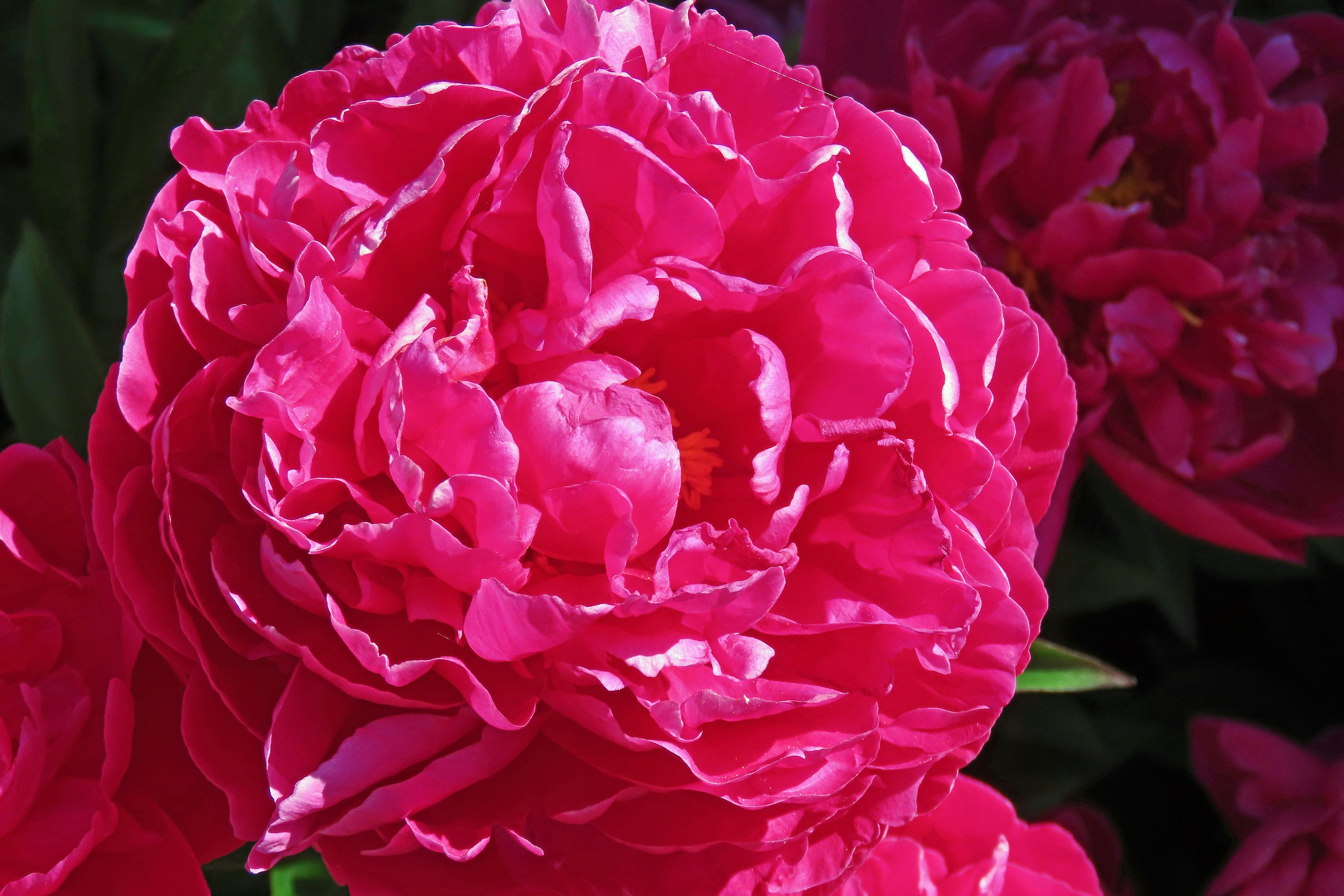 Crimson Bloom: A Peony in Peak Petal Detail