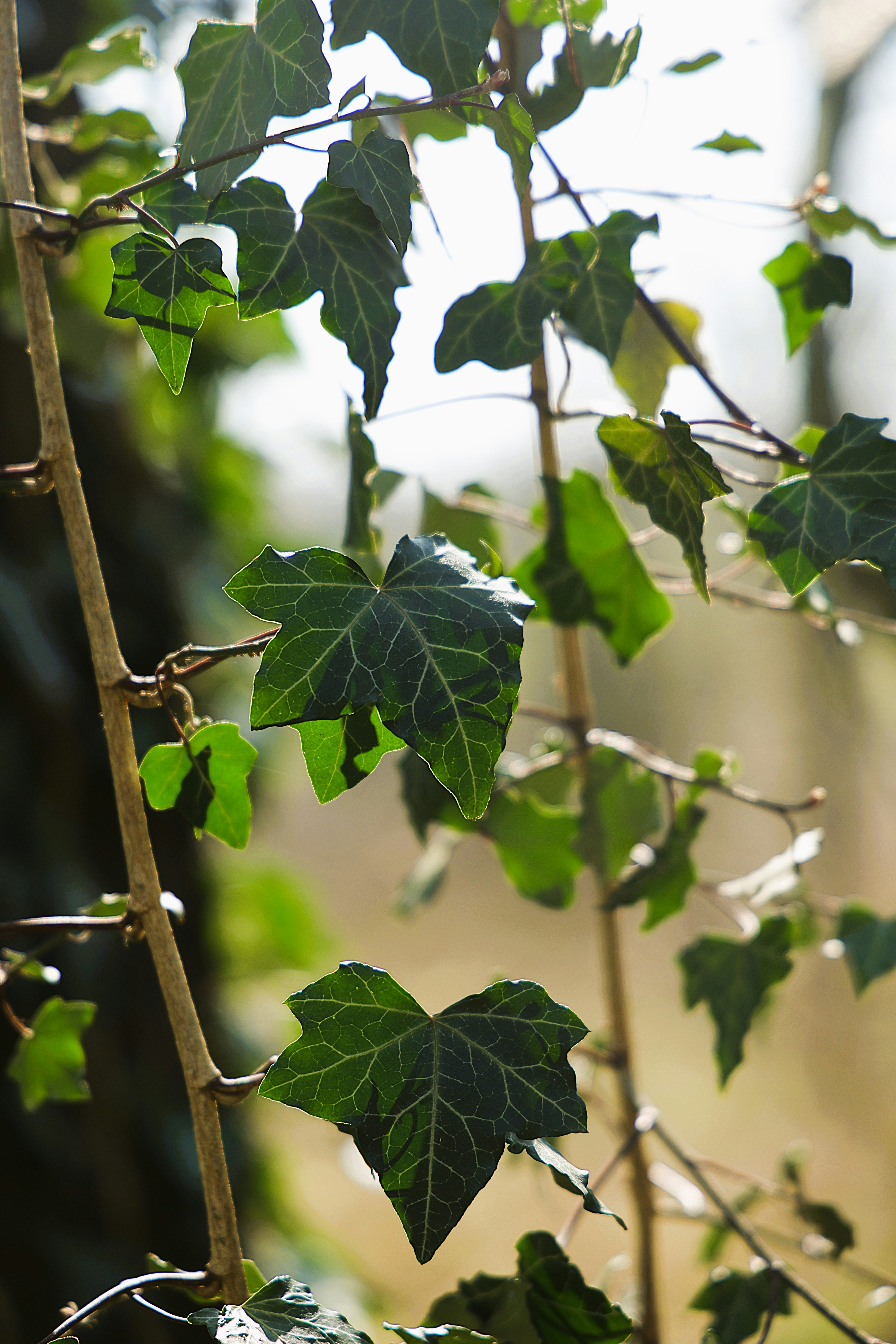 Vines in Soft Focus: Afternoon Light on Ivy