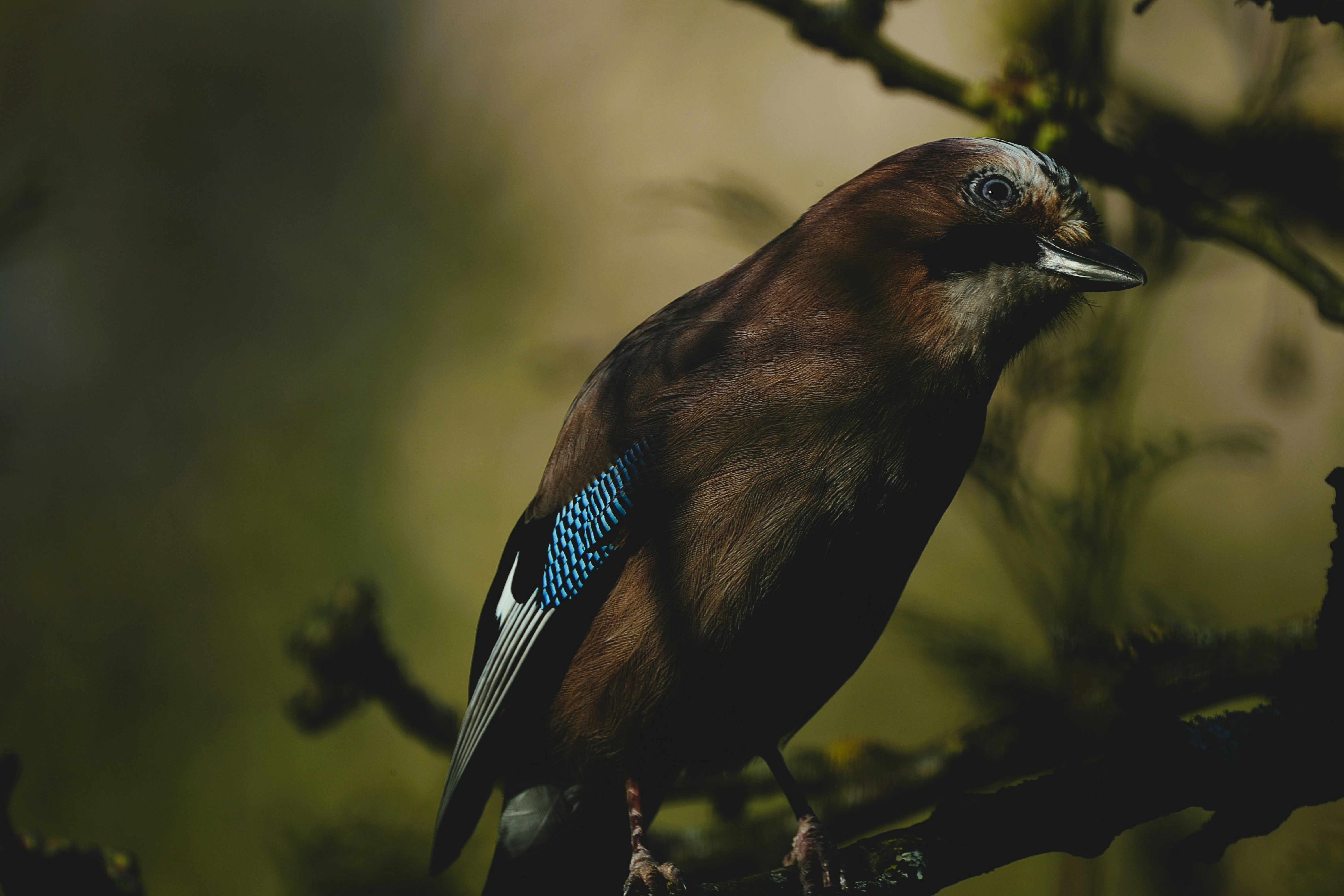 Emerald-Feathered Perch: A Bird of Quiet Focus on a Branch