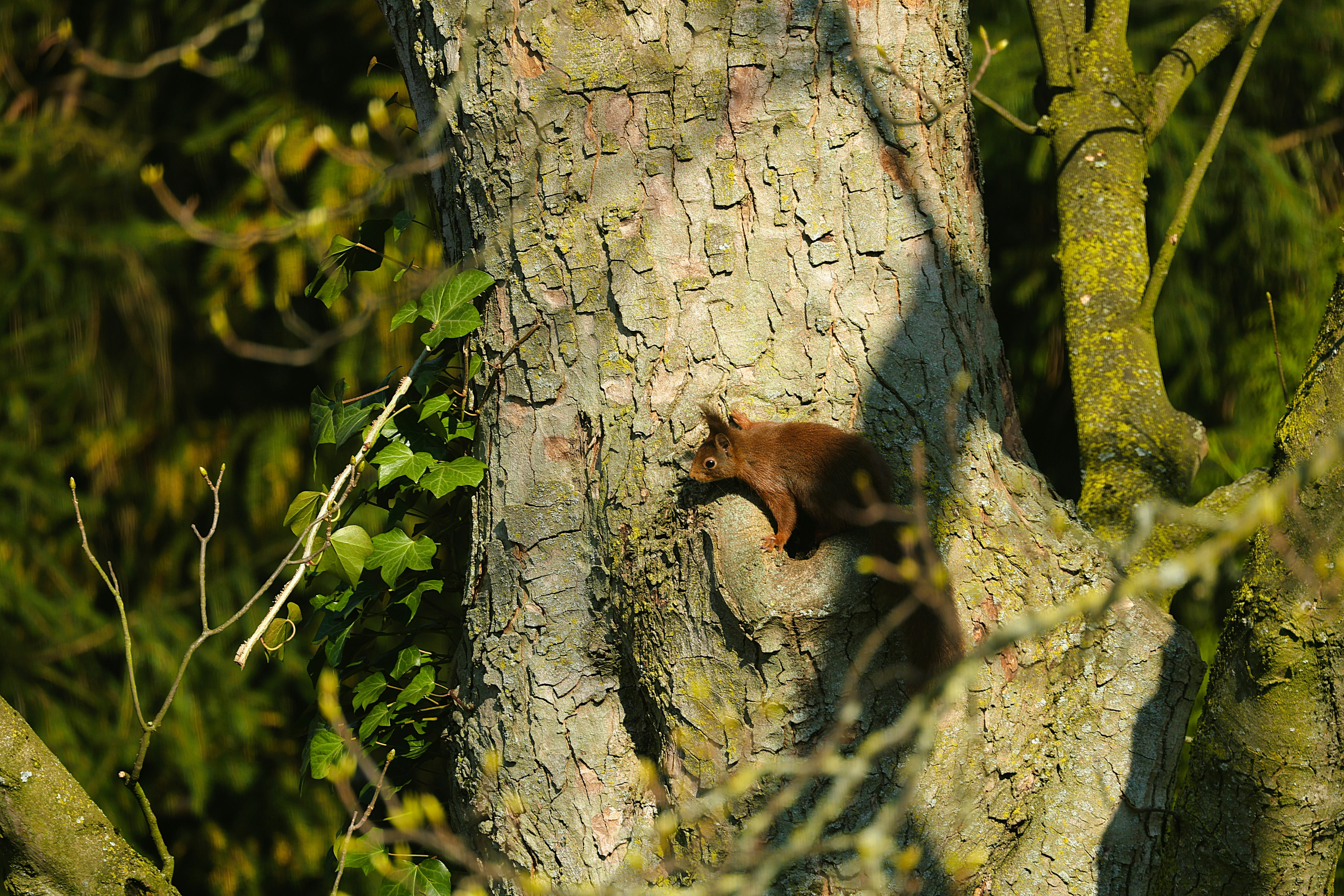 Scarlet Burdock: a shy red squirrel clinging to a mossy trunk
