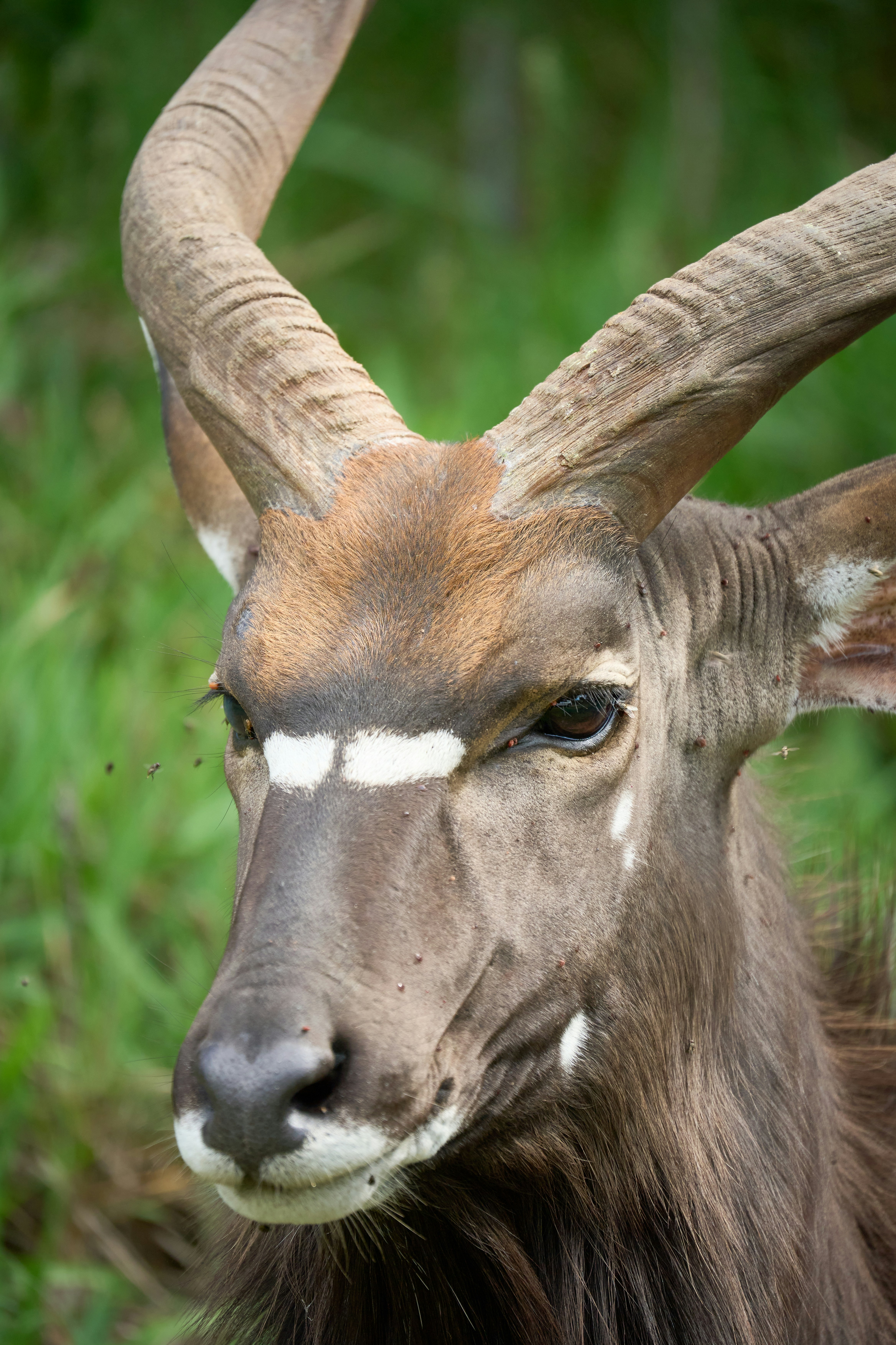 Majestic Ram with Curved Horns: A Portrait Amid Green Backdrop