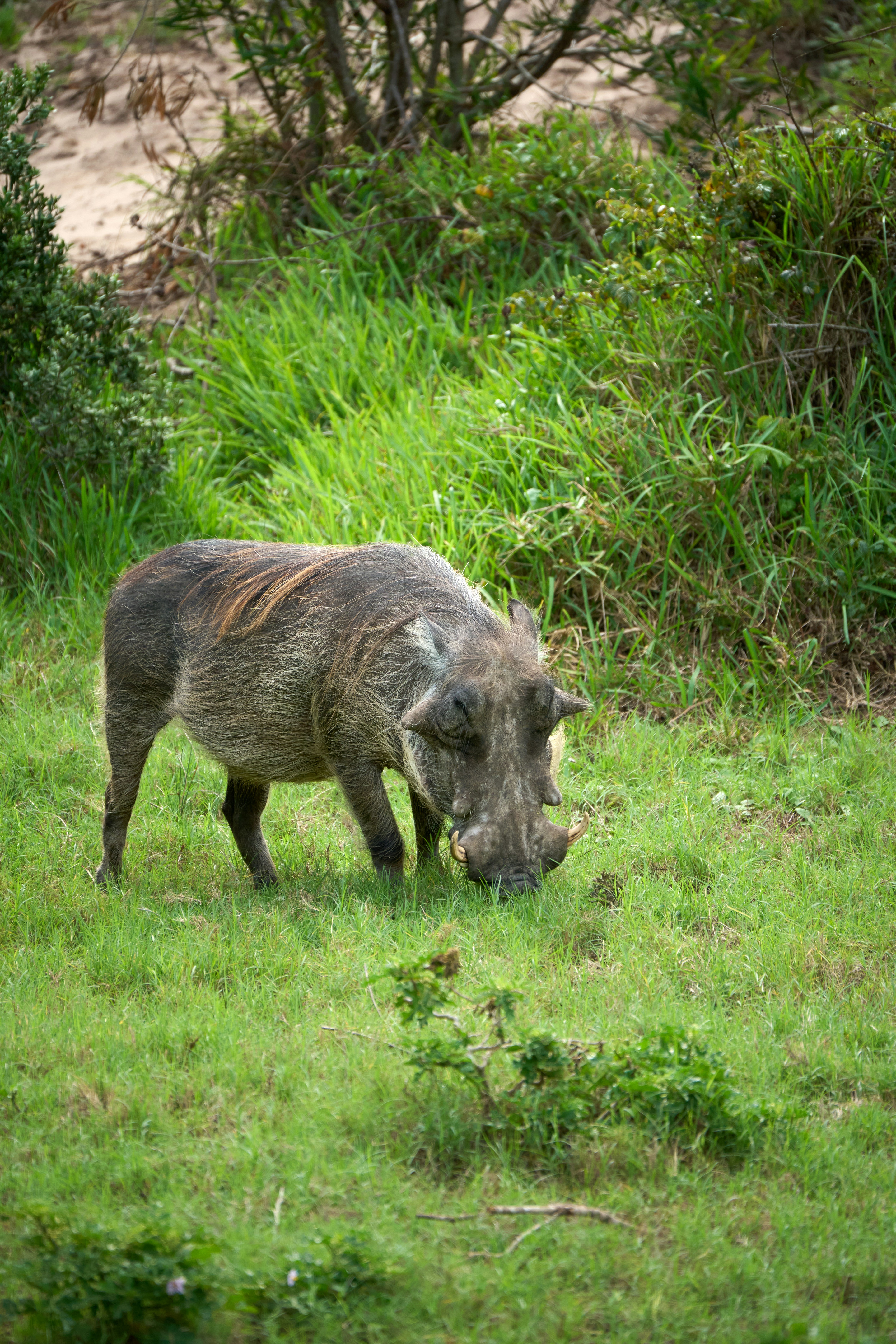 Wild Boar Grazing Beneath Dense Greenery