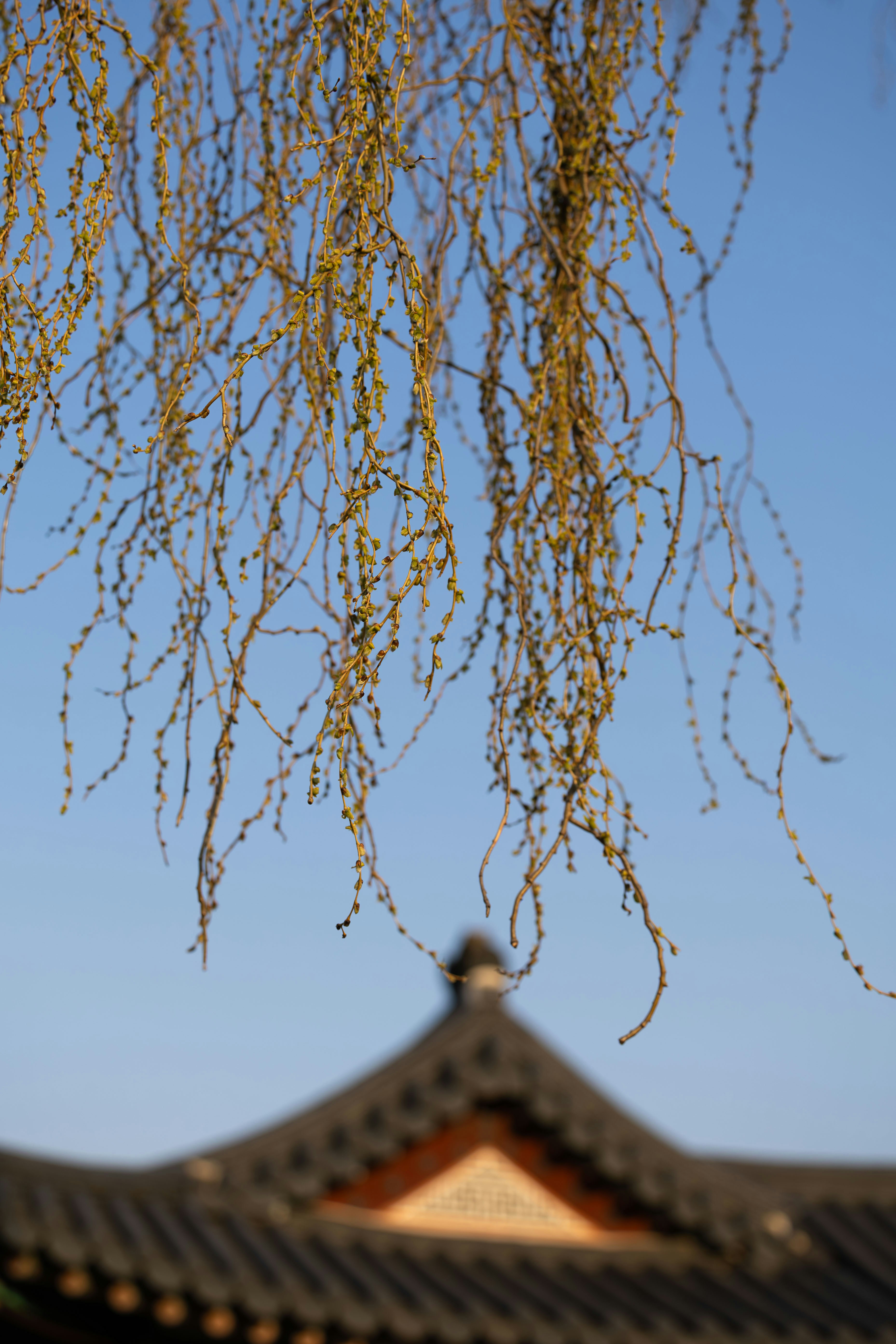 Dangling Golden Threads Against a Blue Sky Over a Traditional Roof