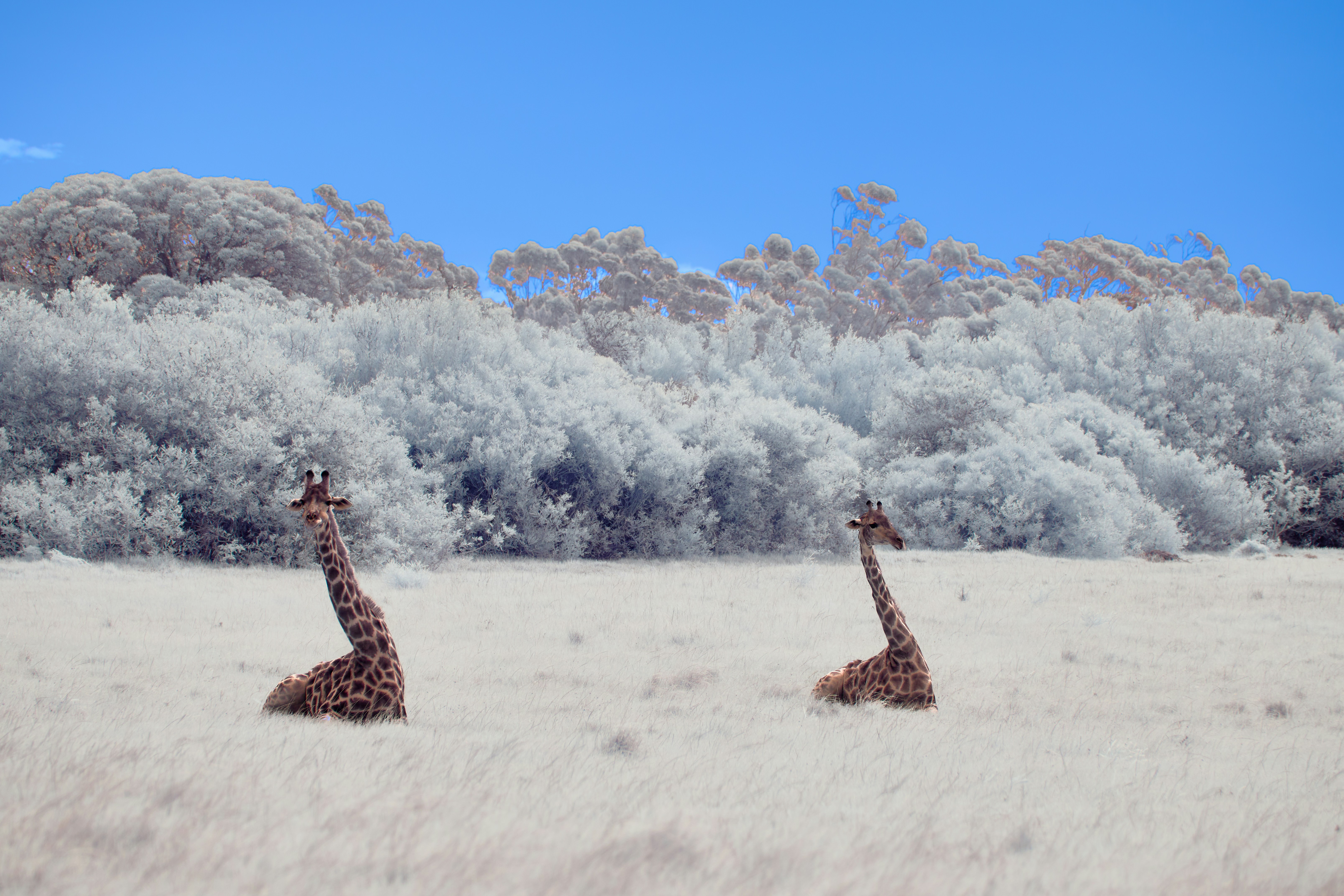 Giraffes in a Serenade of Grazing Grass