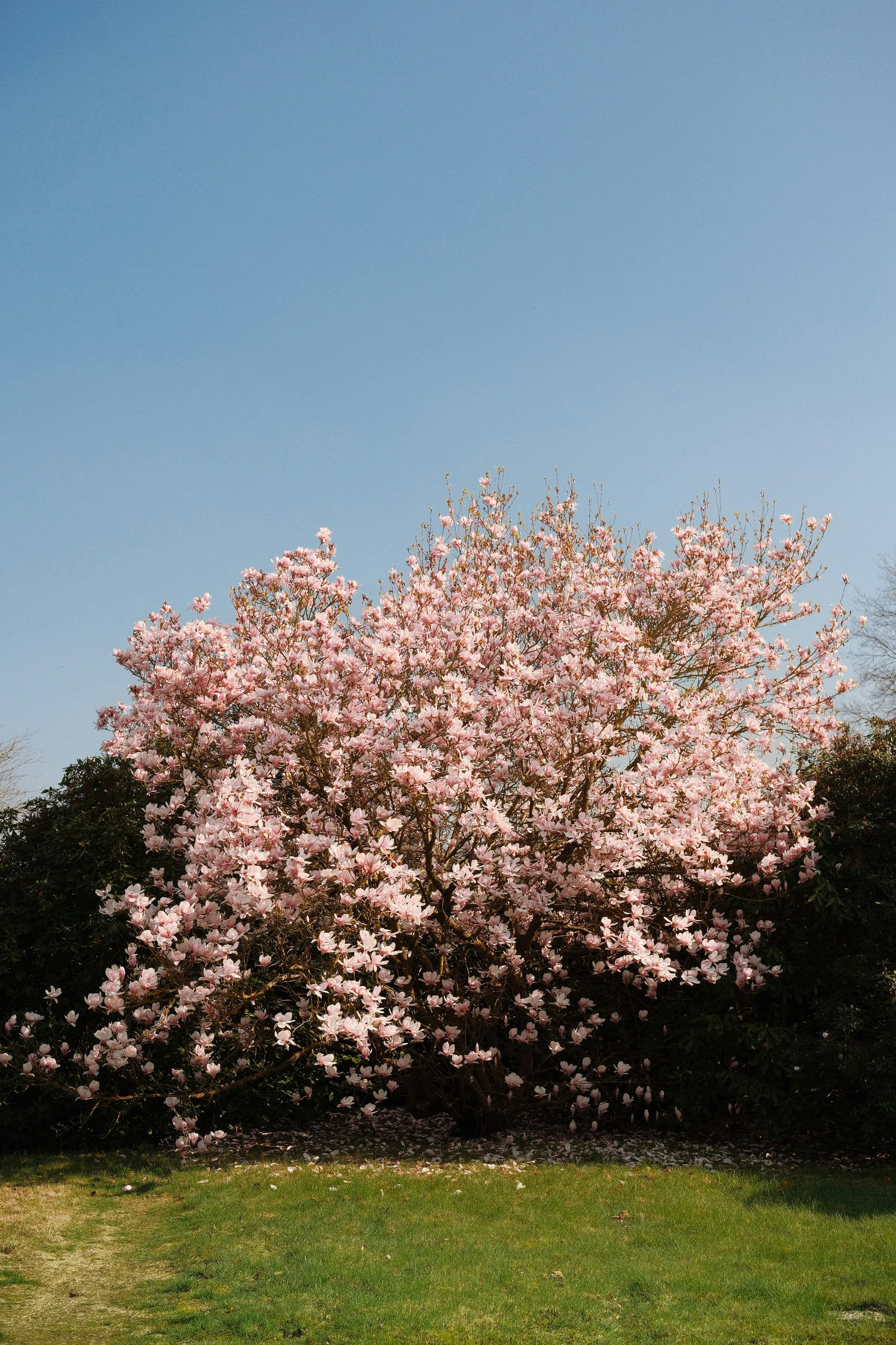 Blossoming Cloud of Pink: A Cherry Tree Framed by Clear Spring Sky