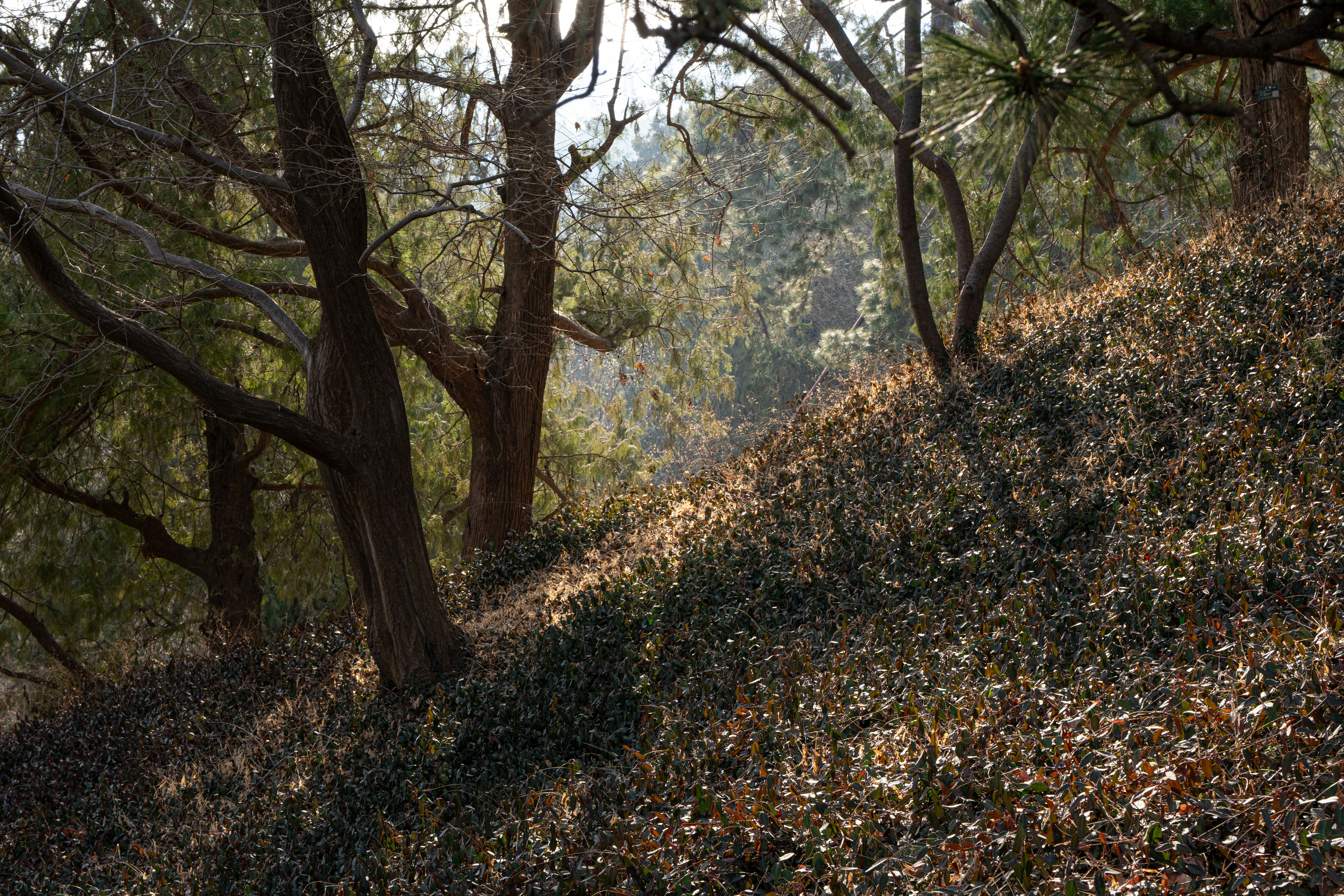 Slope of Autumn Quiet Under a Cedar Canopy