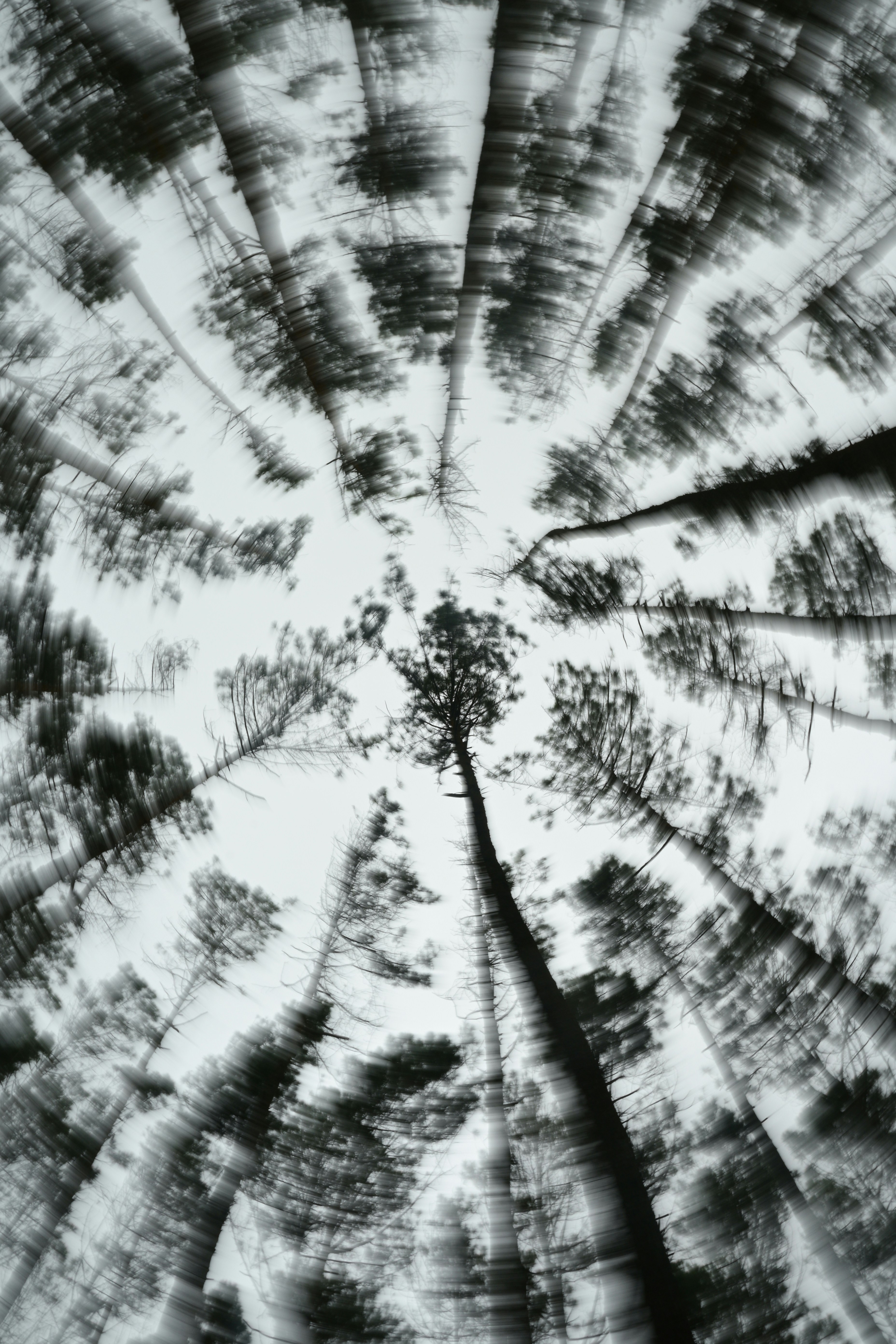 Treetop Spiral: A Century of Pines Converging Skyward