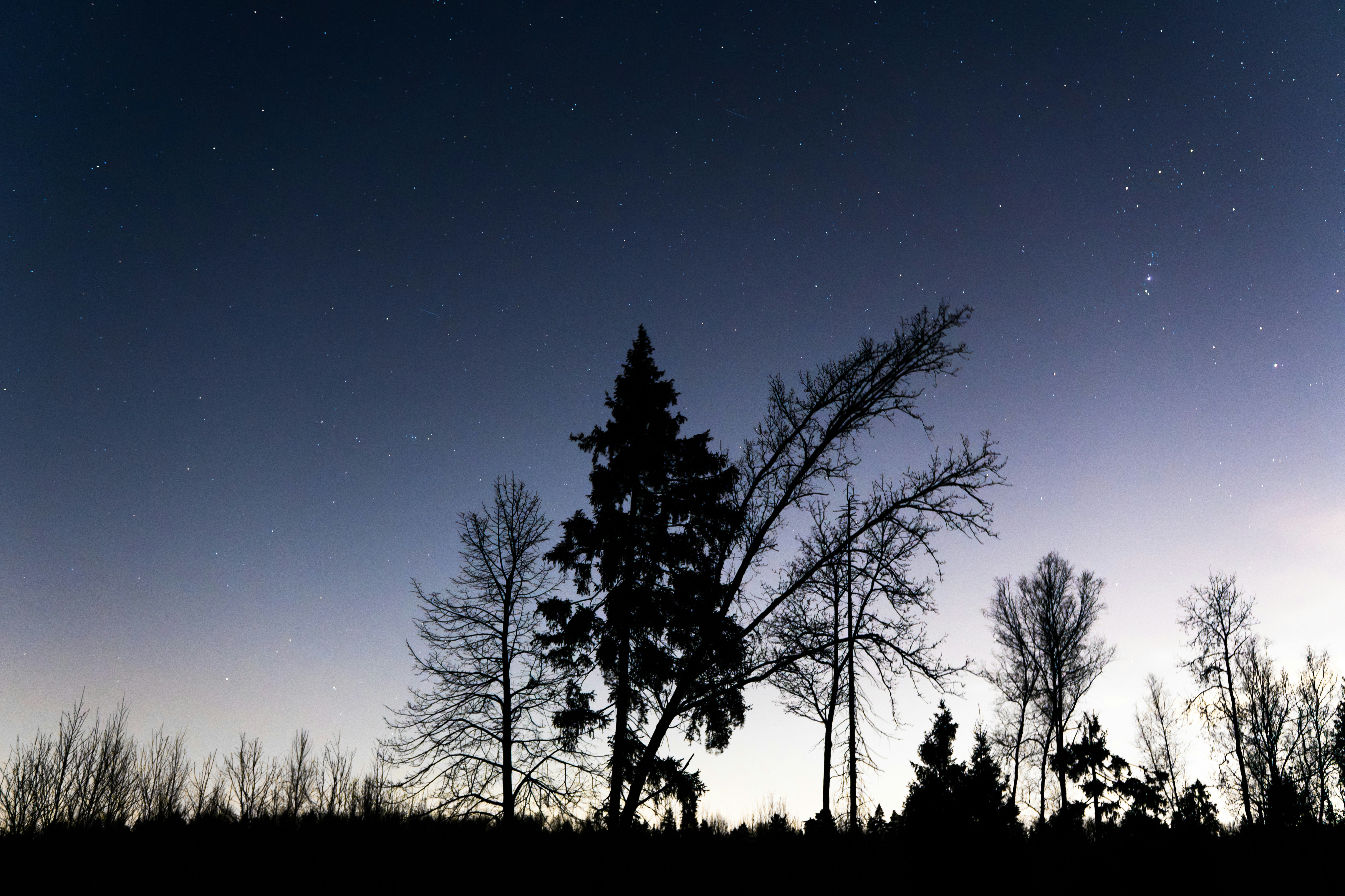 Silhouetted Trees Under a Starry Dusk Sky