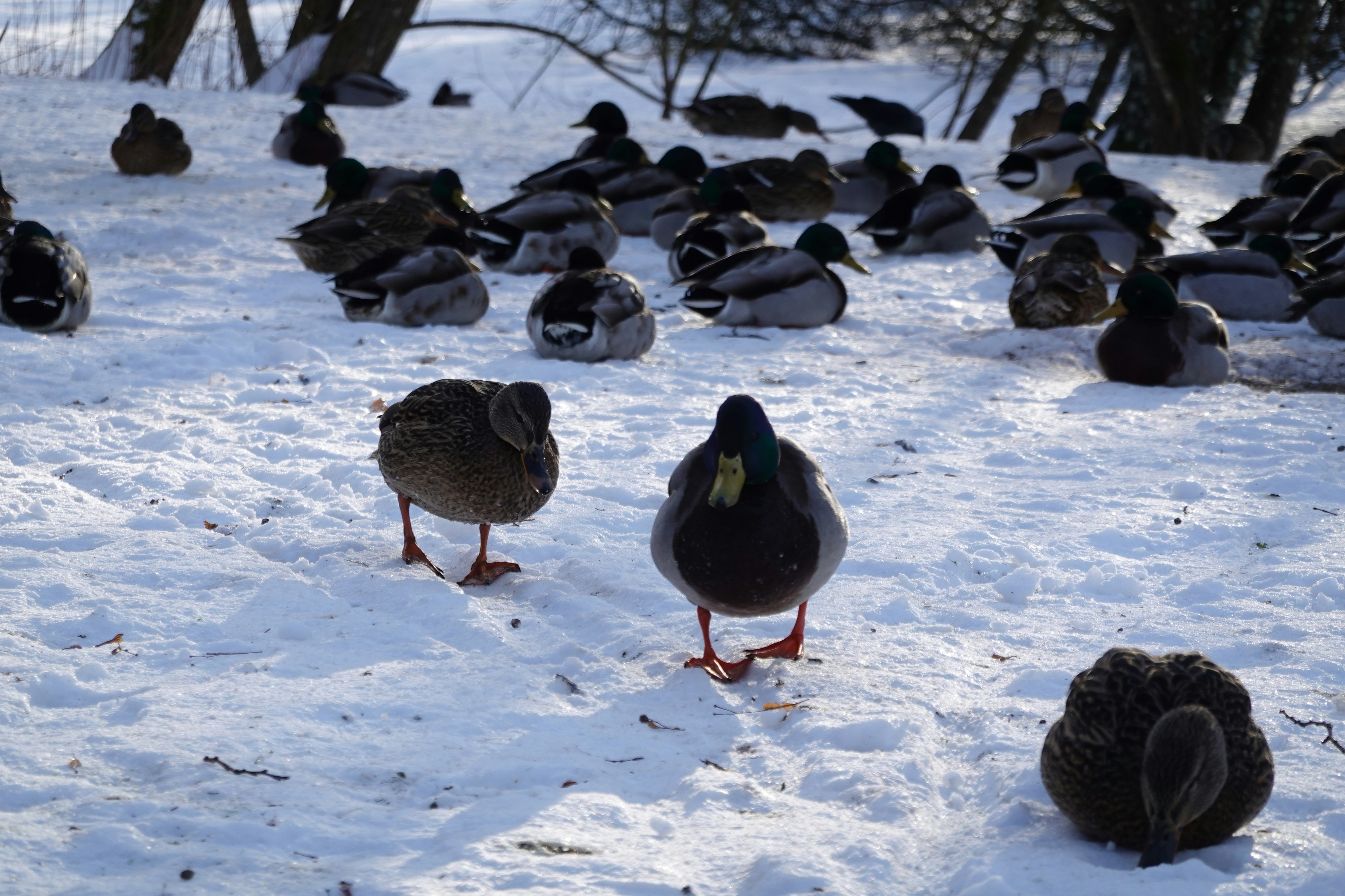 Snowbound Mallards: A Gentle Parade on Frosty Ground