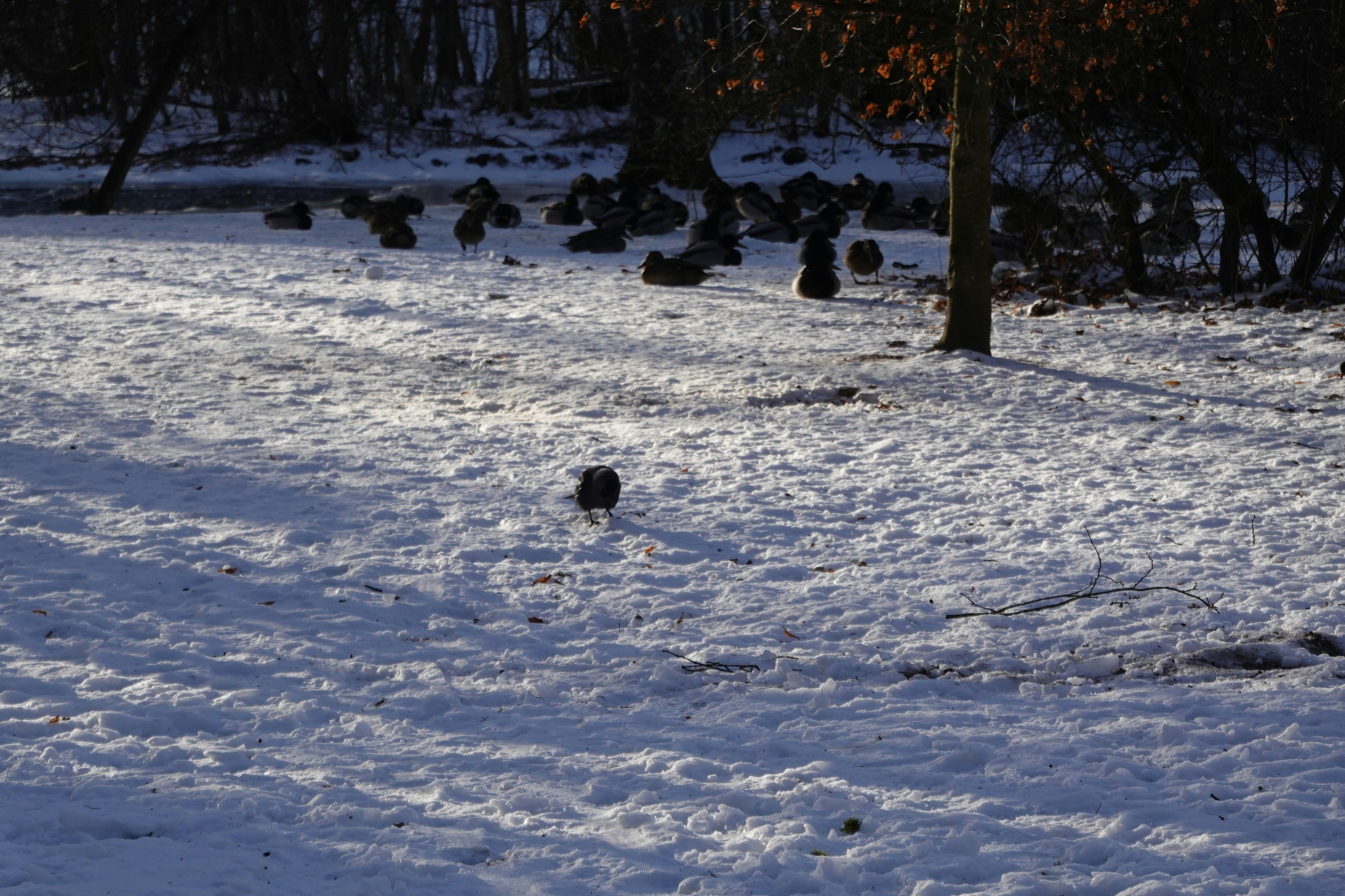 A Quiet Snowfield with a Dawn Chorus