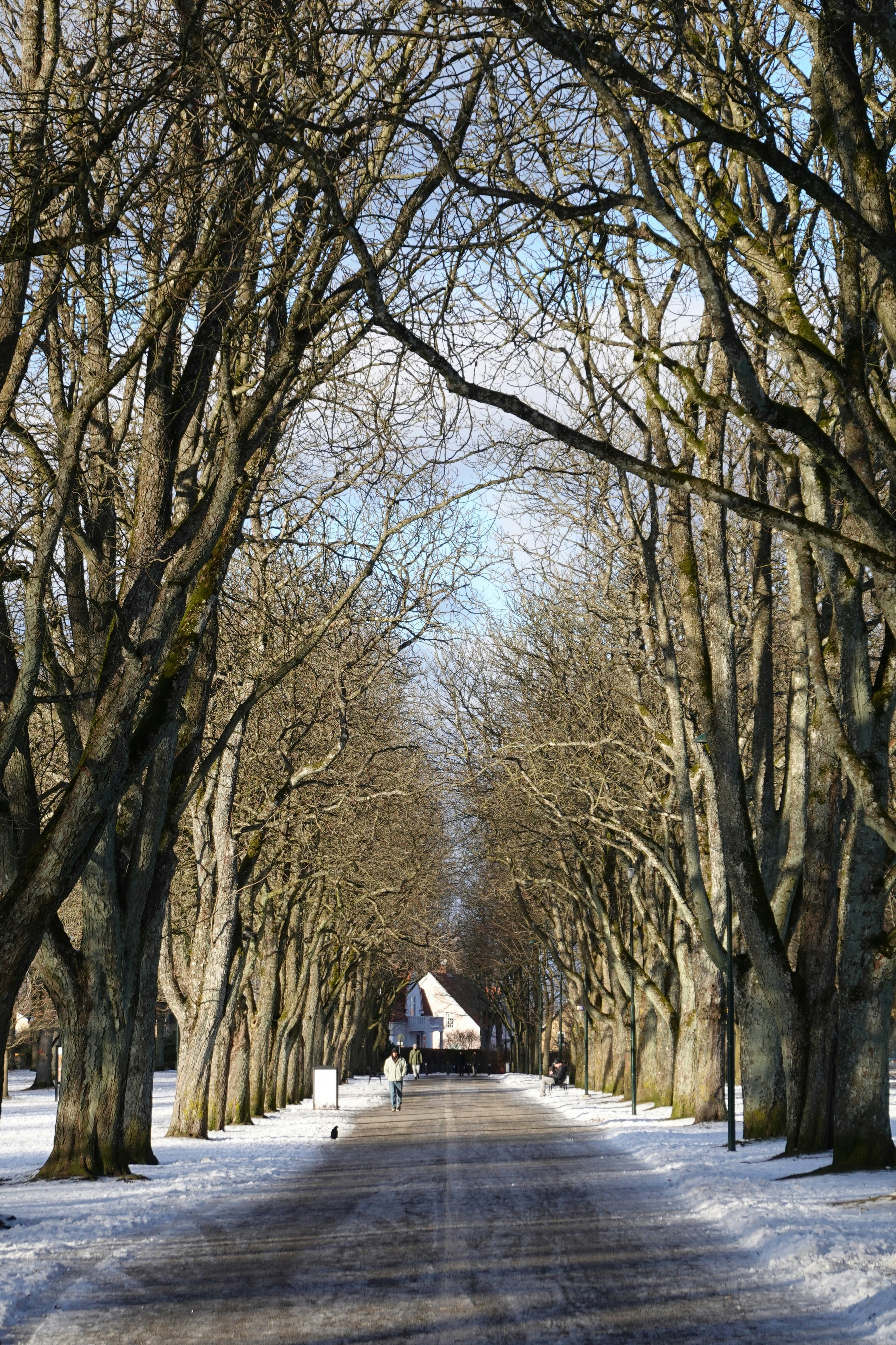 Tree-arched Avenue Leading to a Snow-Covered House