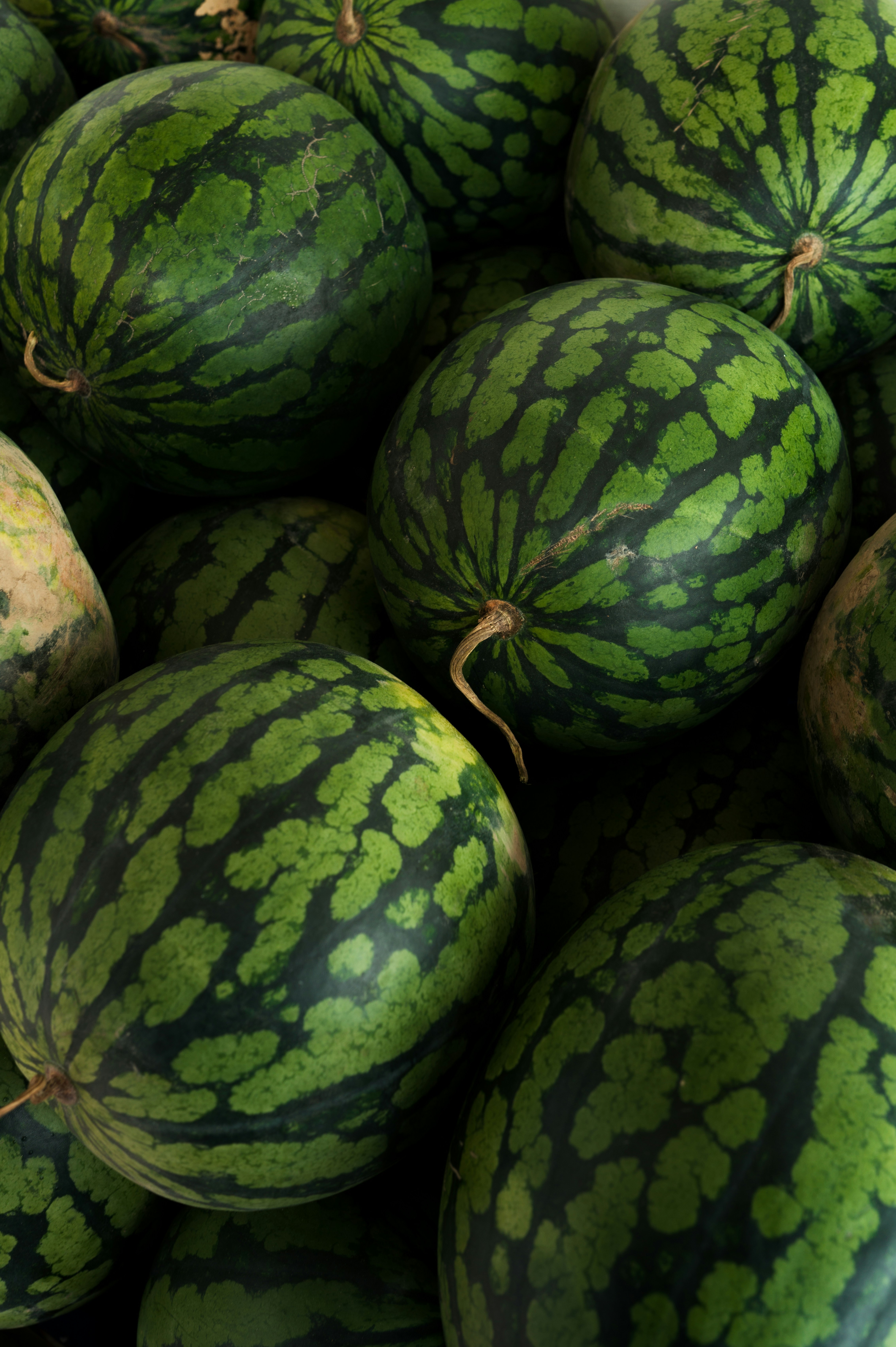 Close-Knit Watermelon Patch: Green Stripes and Sunlit Curves