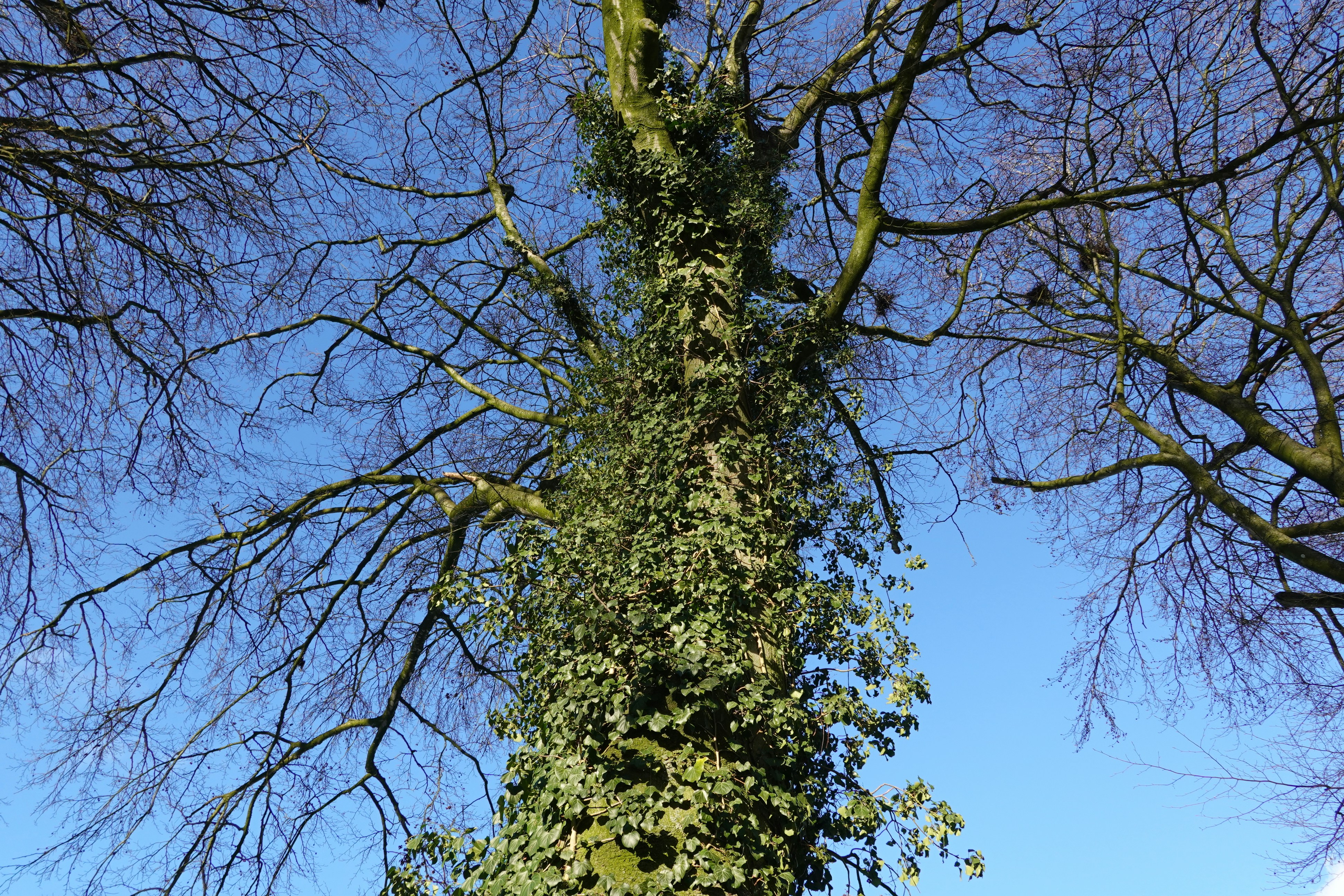 Verdant Trunk Claiming Sky: Ivy-Clad Tree Reaching Toward Blue